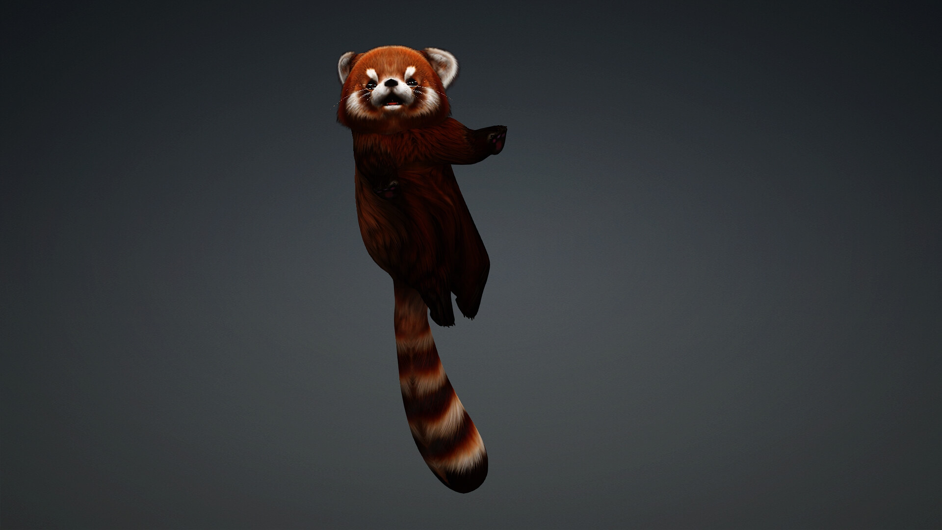 Red Panda-A2 3D Animation by Animated3d