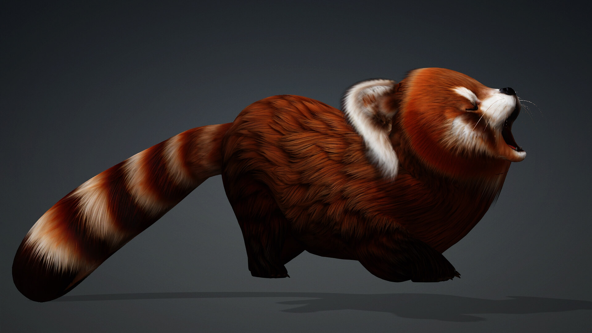Red Panda-A2 3D Animation by Animated3d