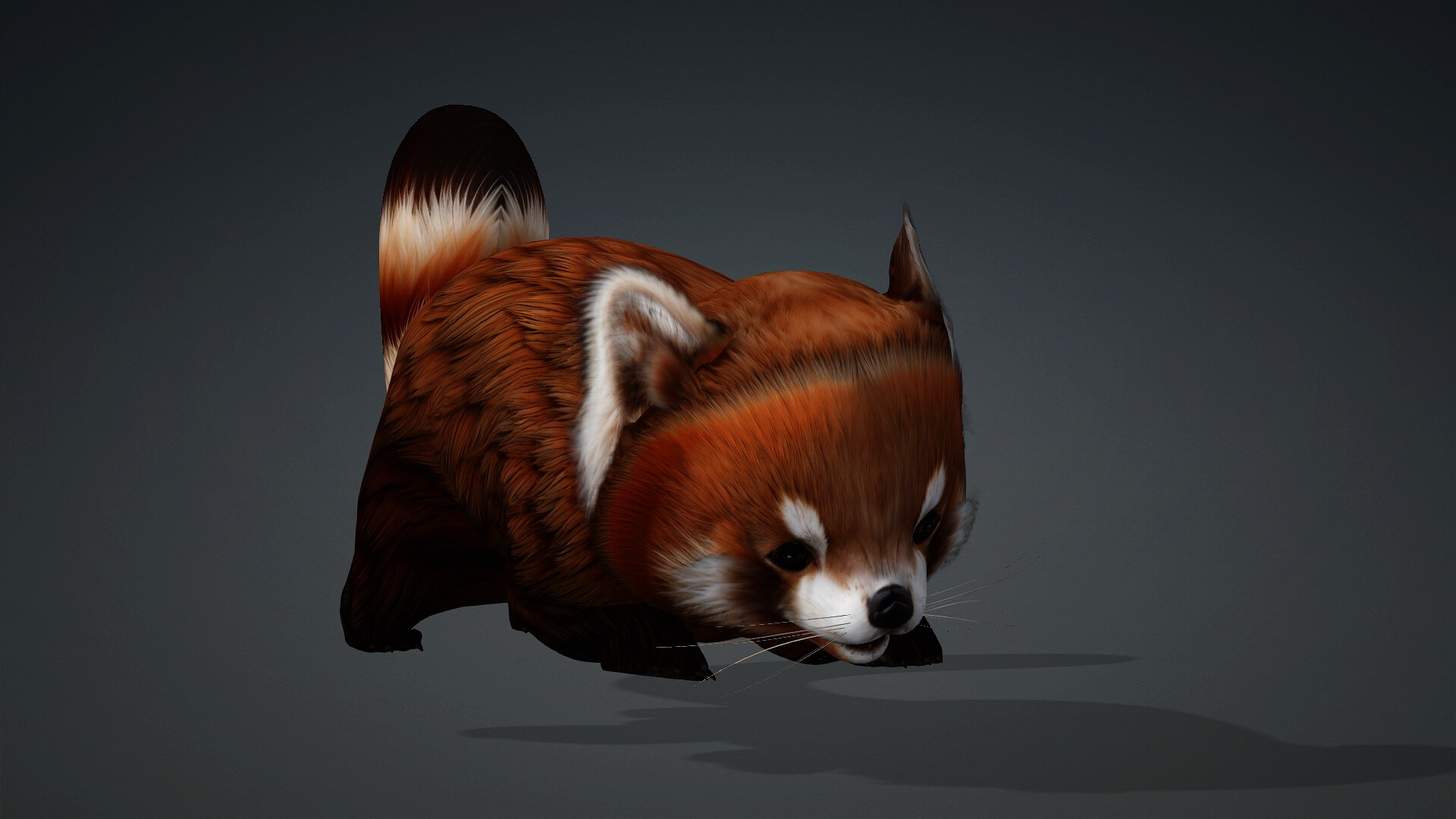Red Panda-A2 3D Animation by Animated3d