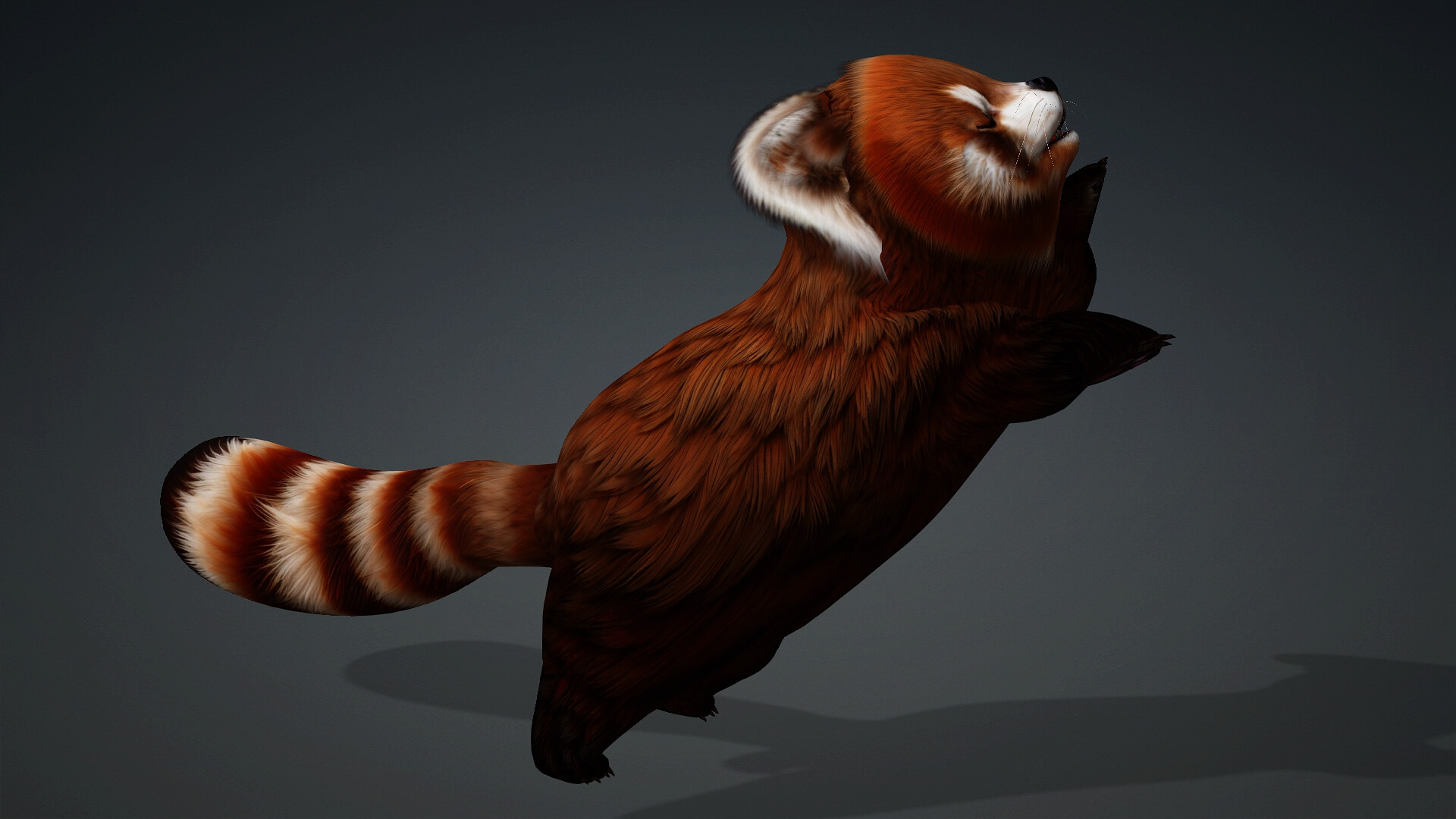 Red Panda-A2 3D Animation by Animated3d