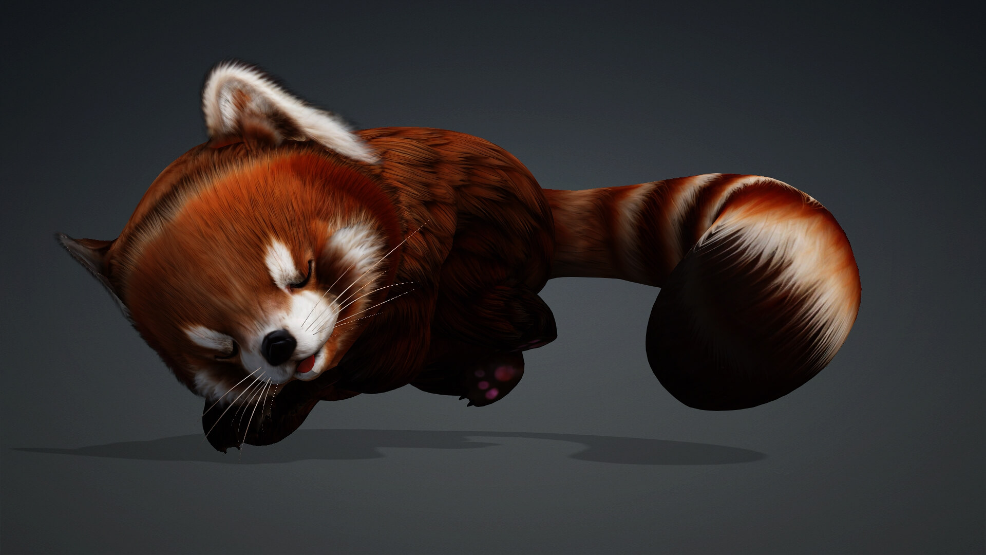 Red Panda-A2 3D Animation by Animated3d
