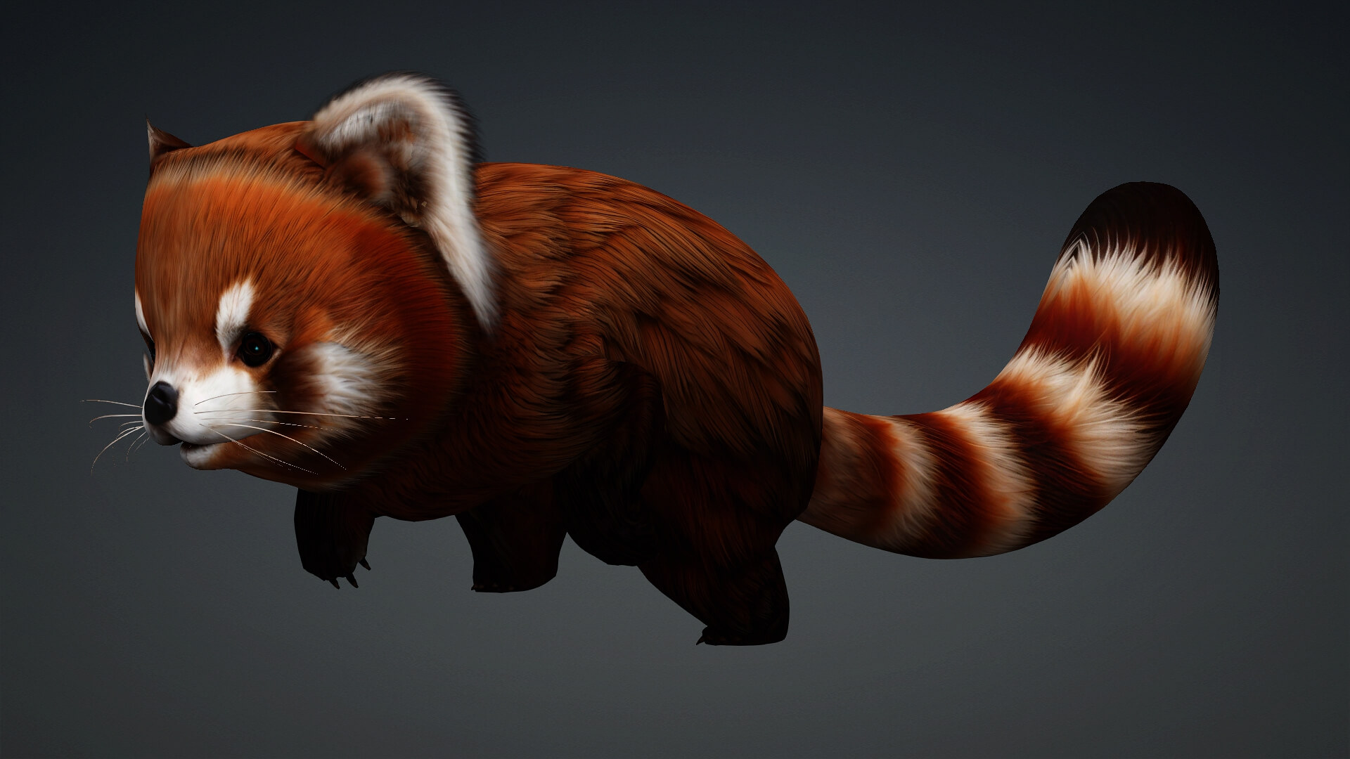 Red Panda-A2 3D Animation by Animated3d
