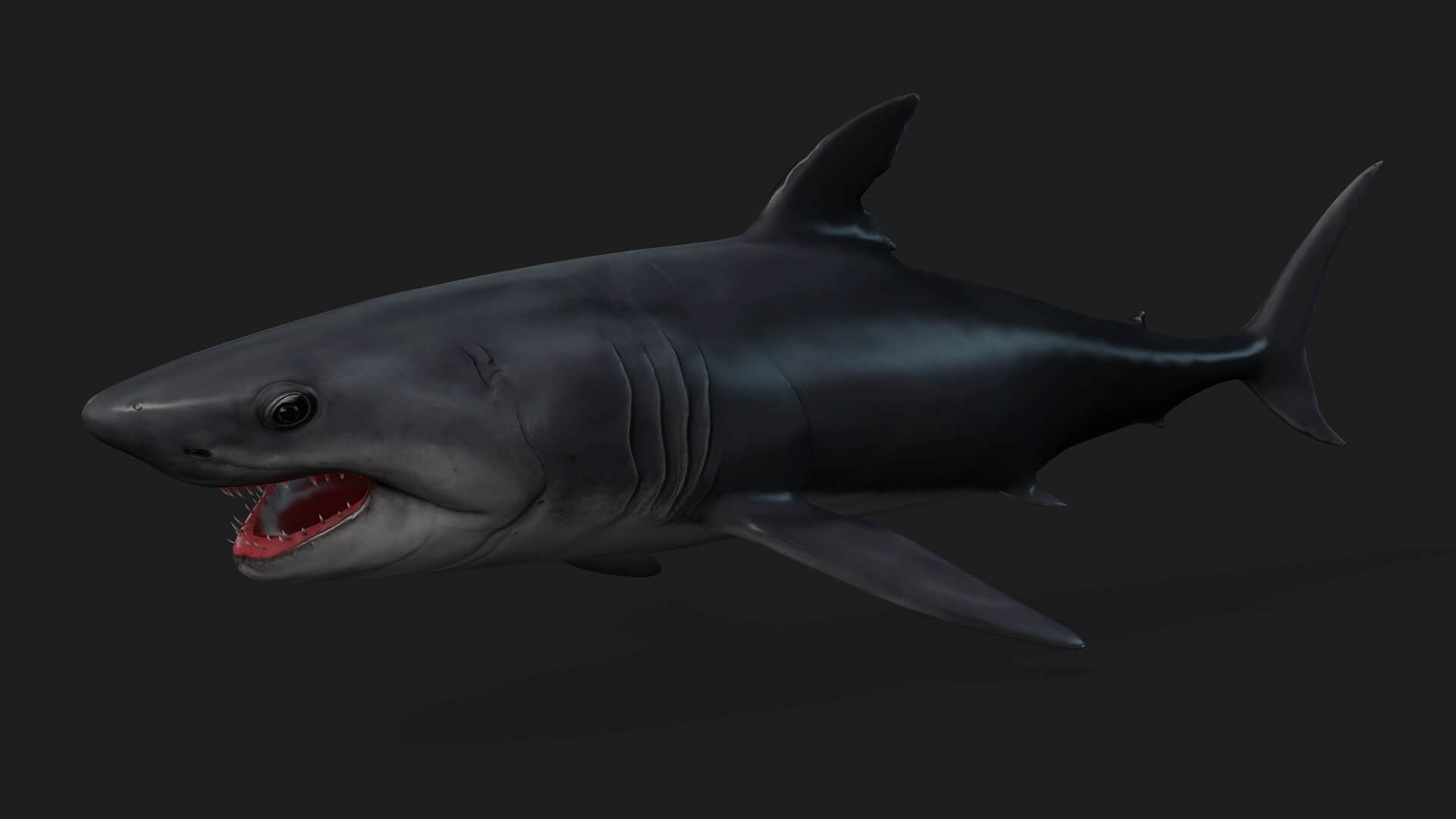 Shark-A1-Animated 3D Model by Animated3d