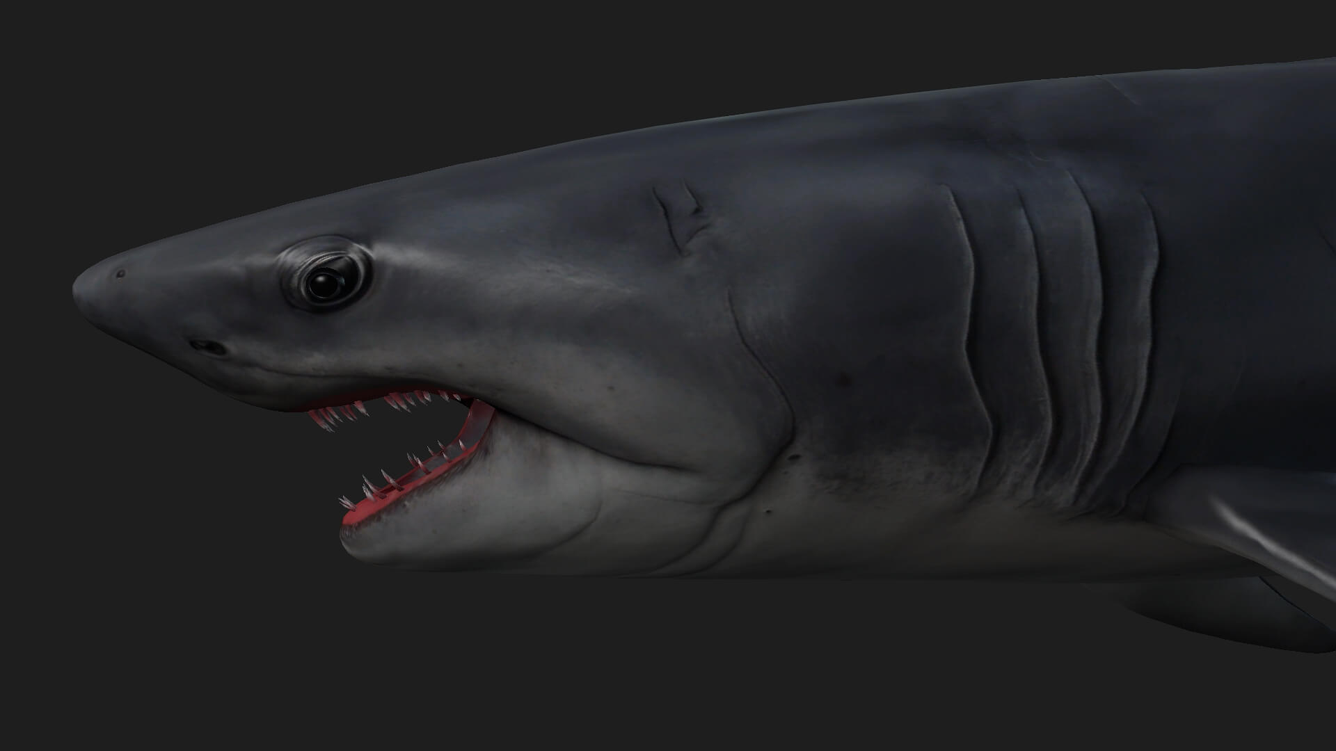 Shark-A1-Animated 3D Model by Animated3d