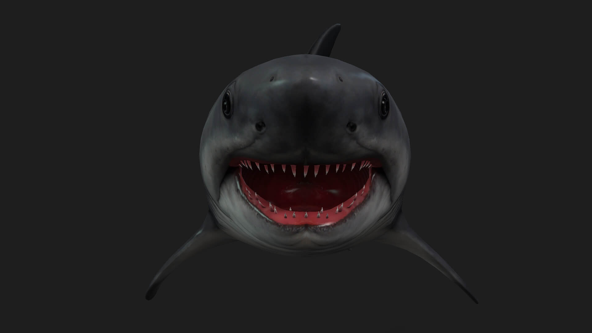 Shark-A1-Animated 3D Model by Animated3d