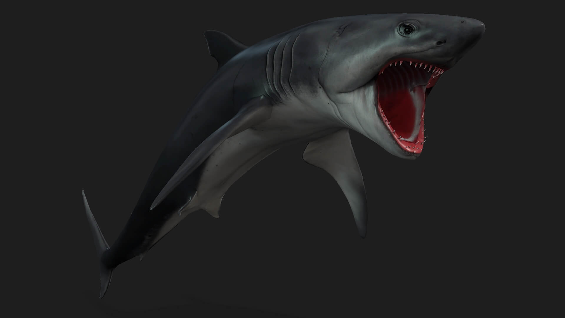 Shark-A1-Animated 3D Model by Animated3d