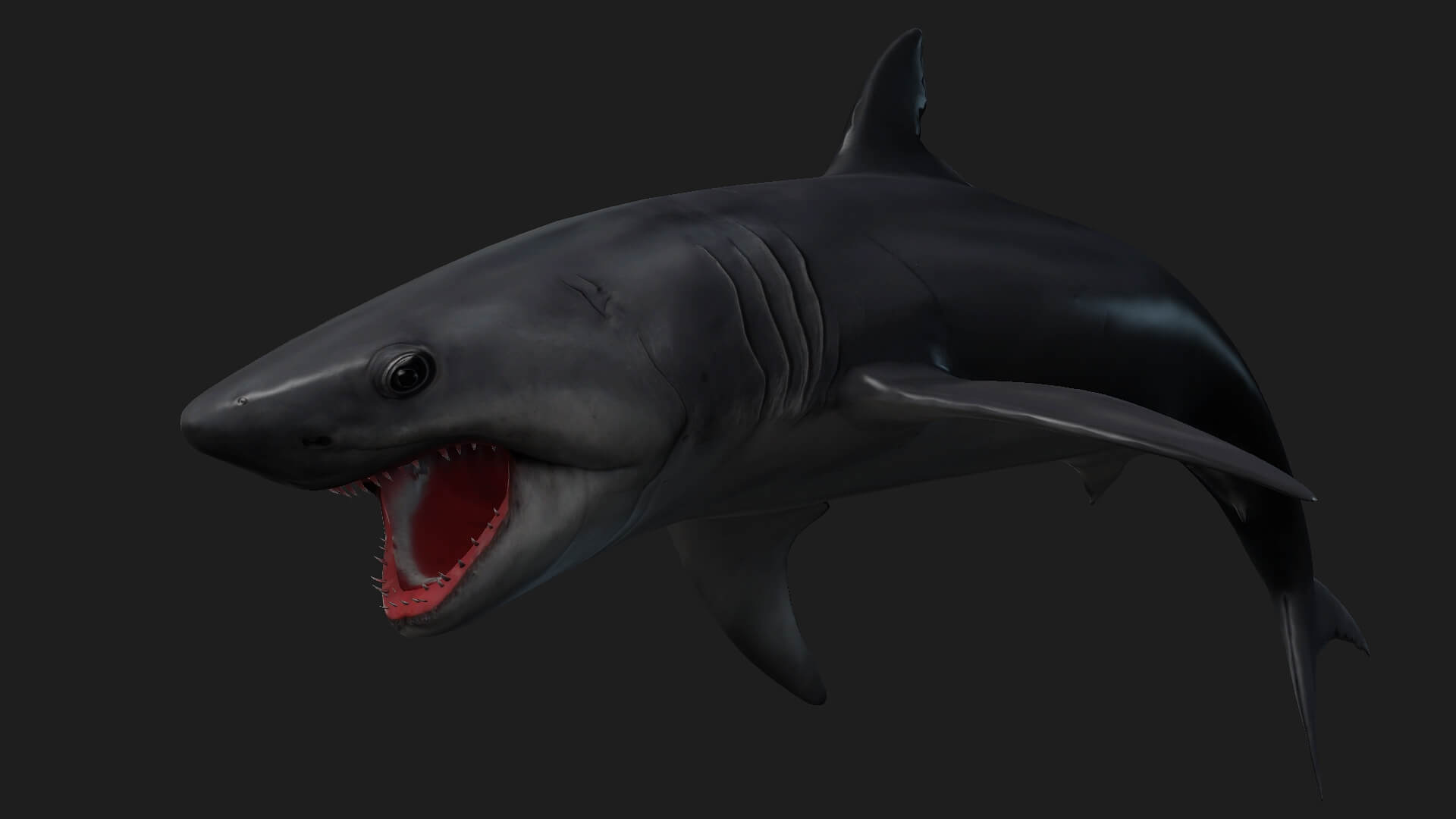 Shark-A1-Animated 3D Model by Animated3d