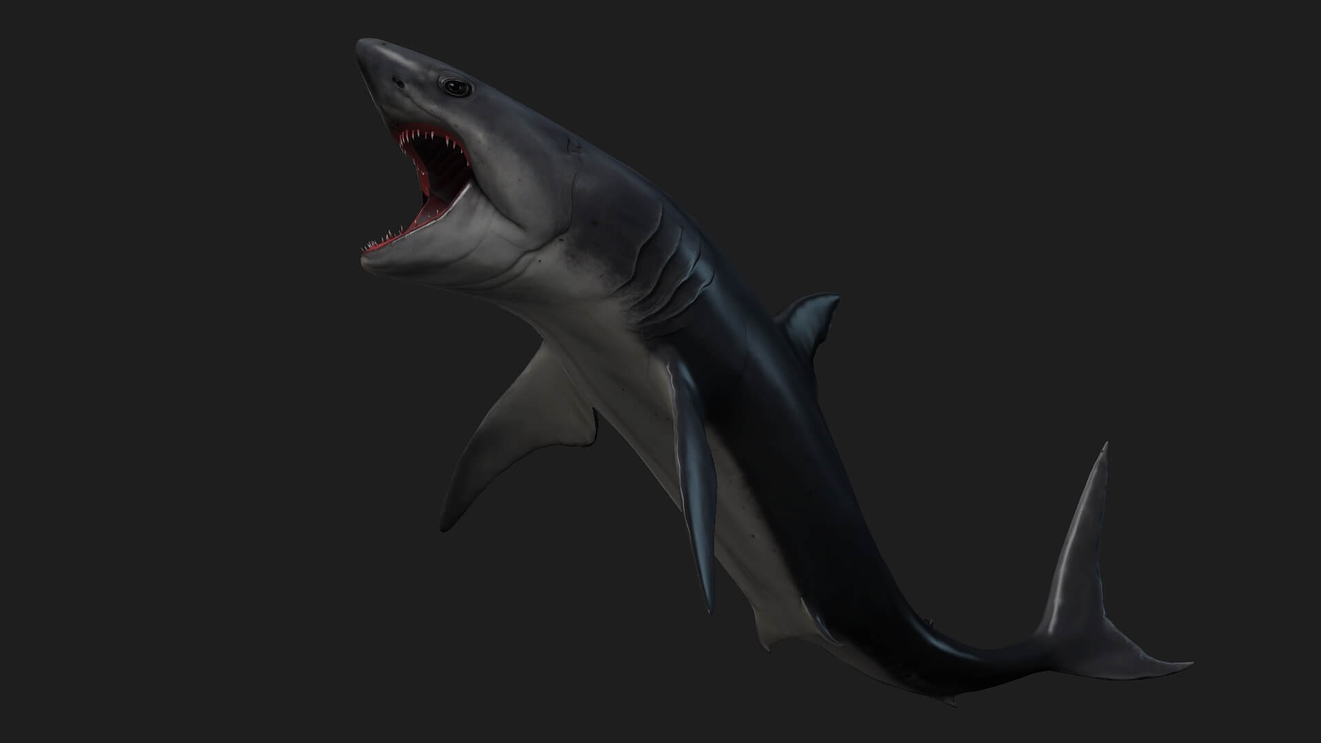 Shark-A1-Animated 3D Model by Animated3d