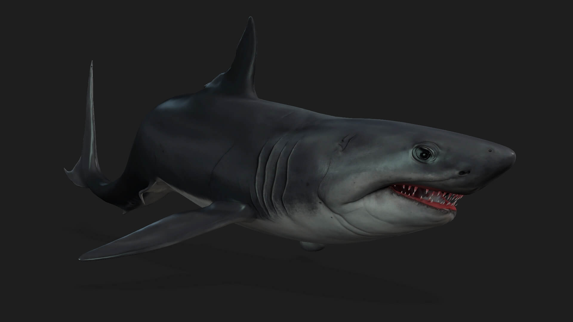 Shark-A1-Animated 3D Model by Animated3d