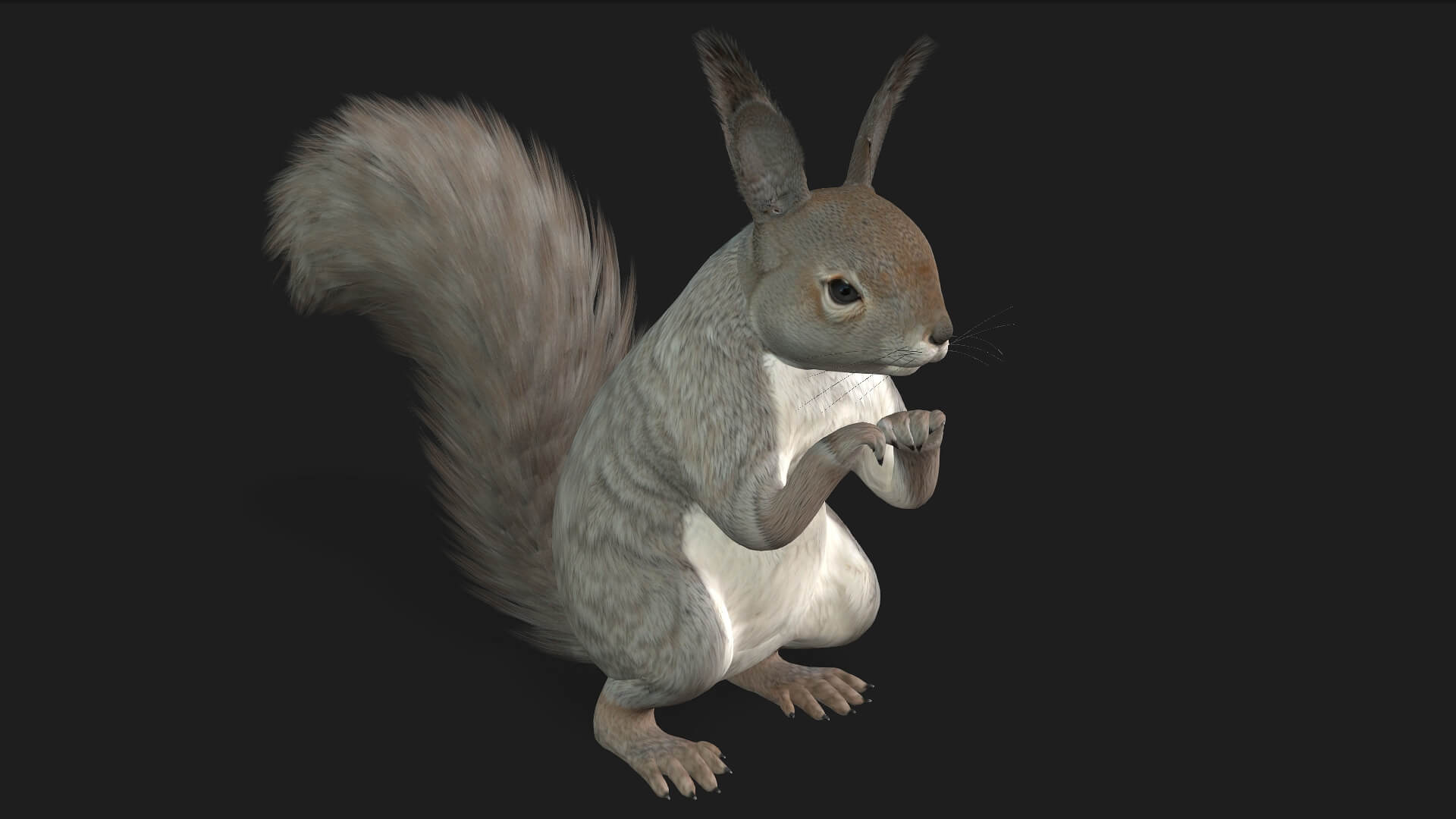 Squirrel-A1-Animated 3D Animation by Animated3d