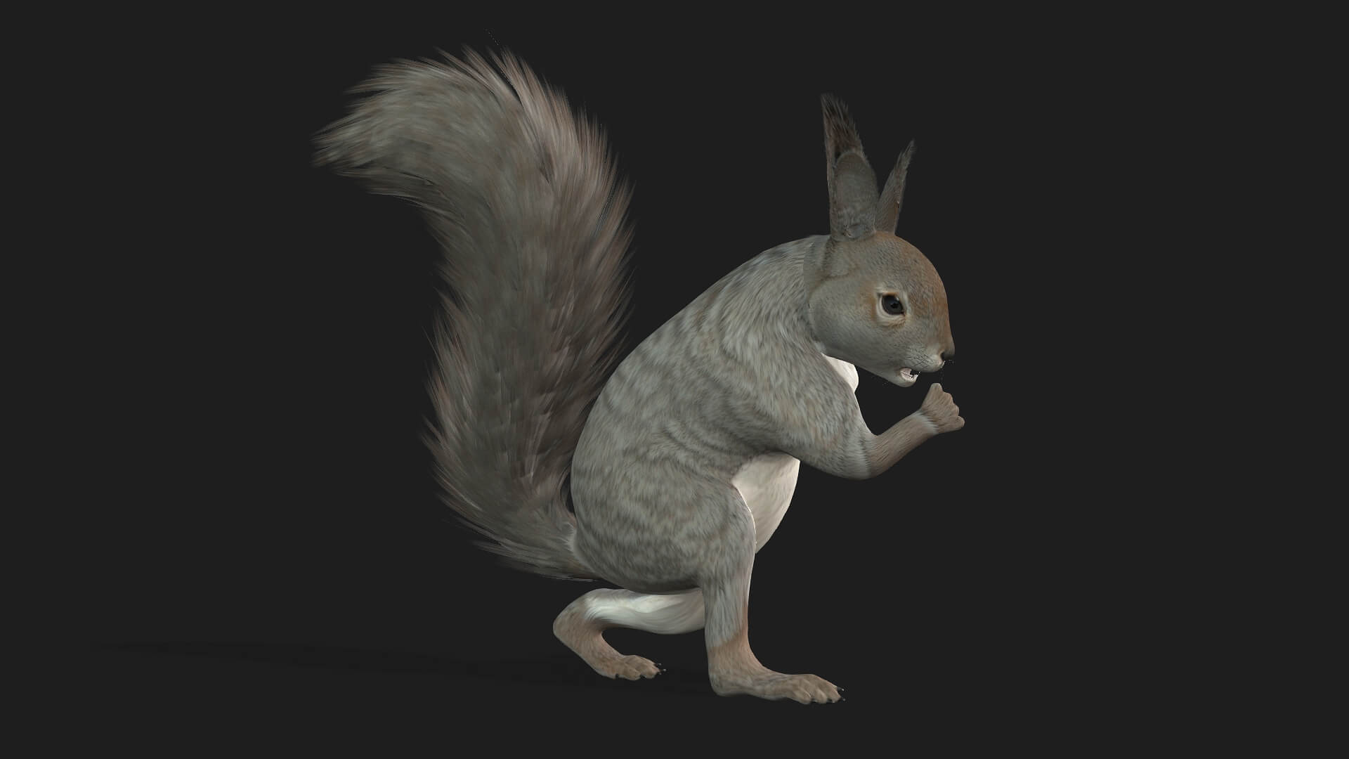 Squirrel-A1-Animated 3D Animation by Animated3d