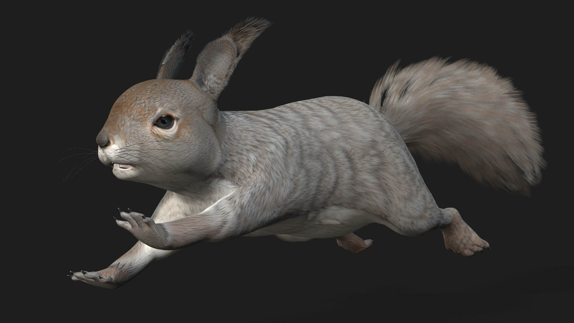 Squirrel-A1-Animated 3D Animation by Animated3d
