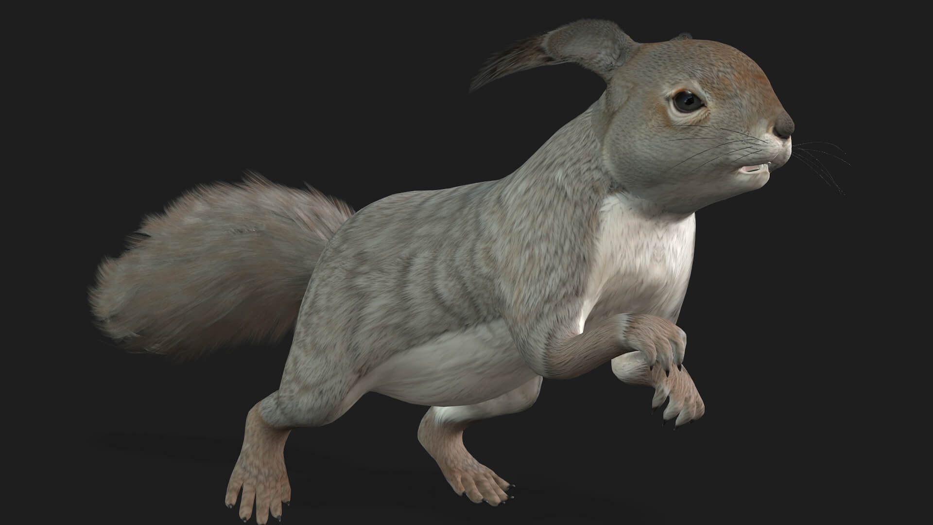 Squirrel-A1-Animated 3D Animation by Animated3d