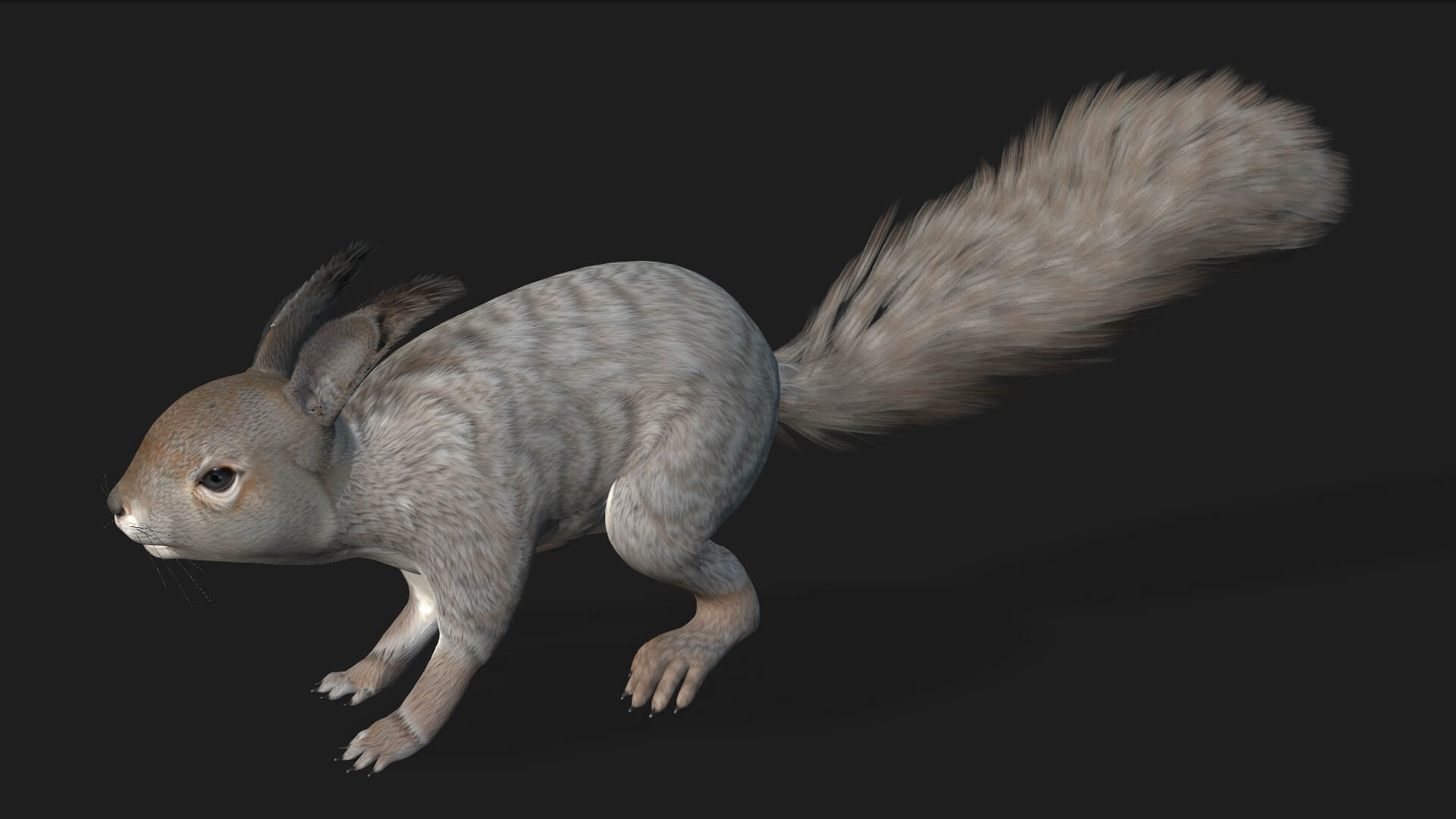 Squirrel-A1-Animated 3D Animation by Animated3d