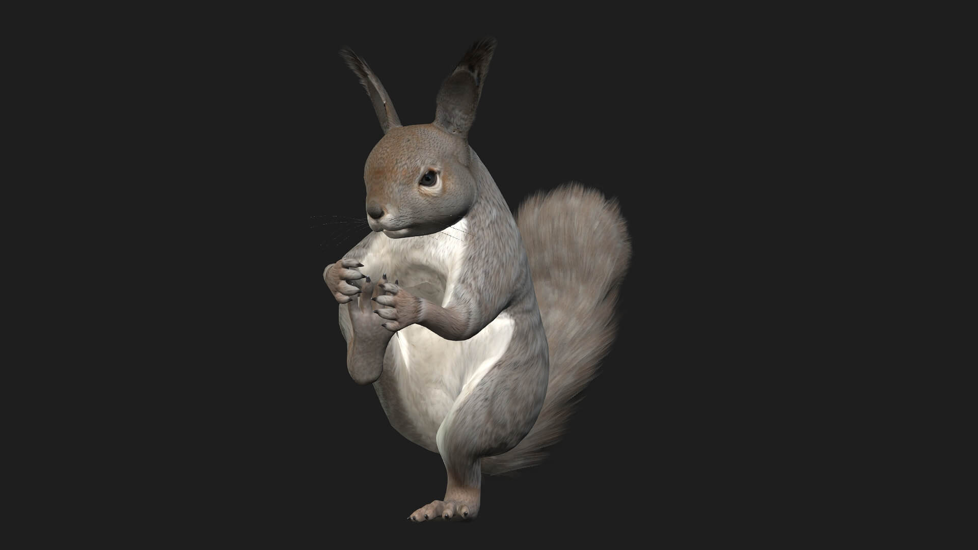 Squirrel-A1-Animated 3D Animation by Animated3d
