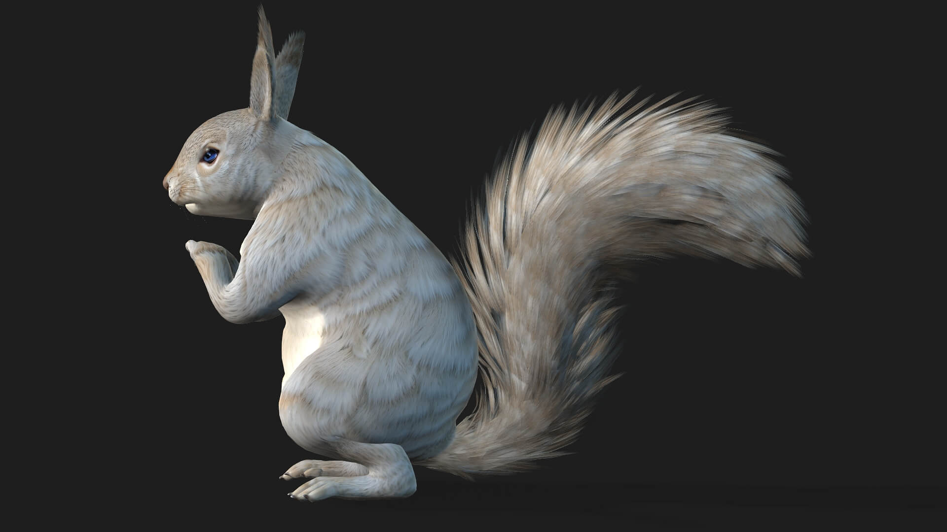 Squirrel-A2-Animated 3D Animation by Animated3d