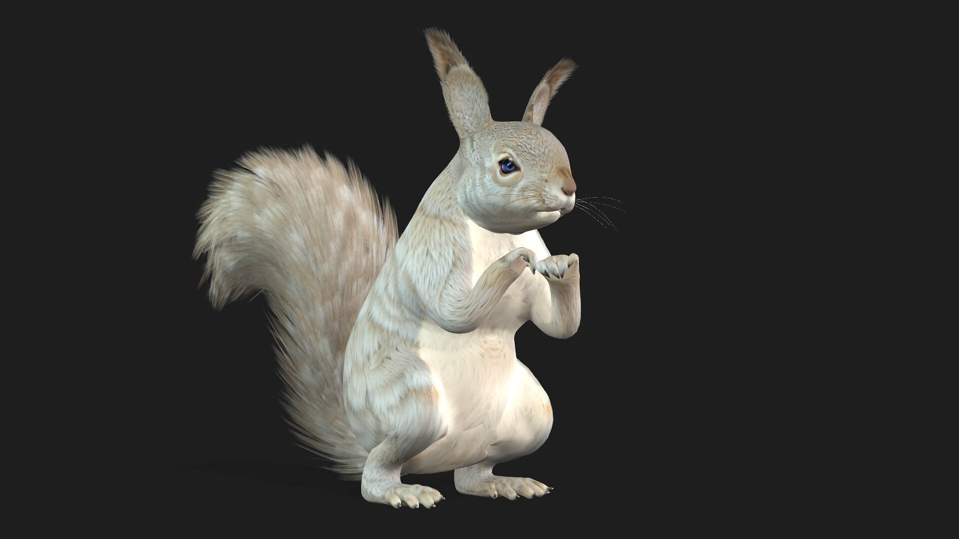 Squirrel-A2-Animated 3D Animation by Animated3d