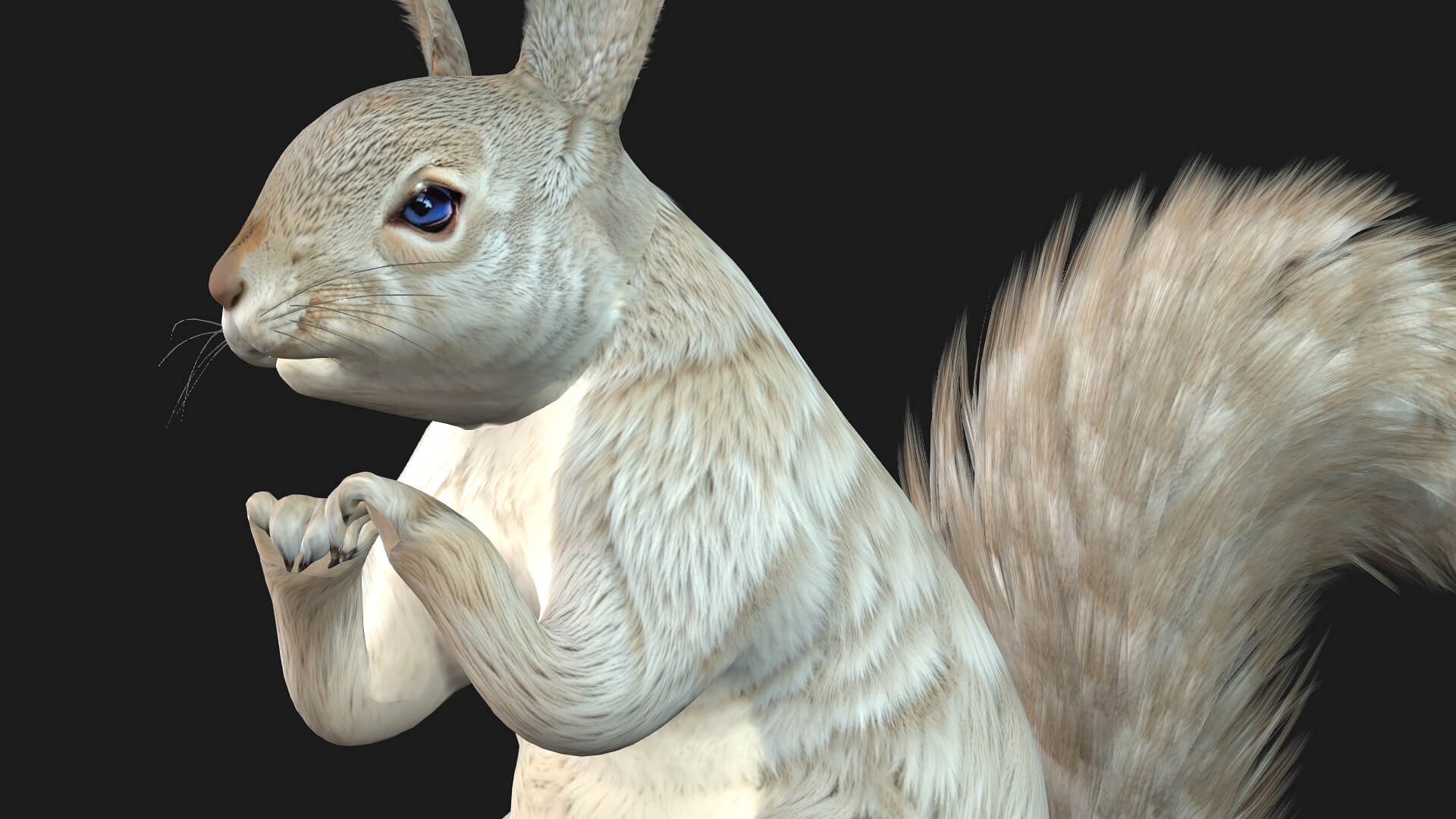 Squirrel-A2-Animated 3D Animation by Animated3d