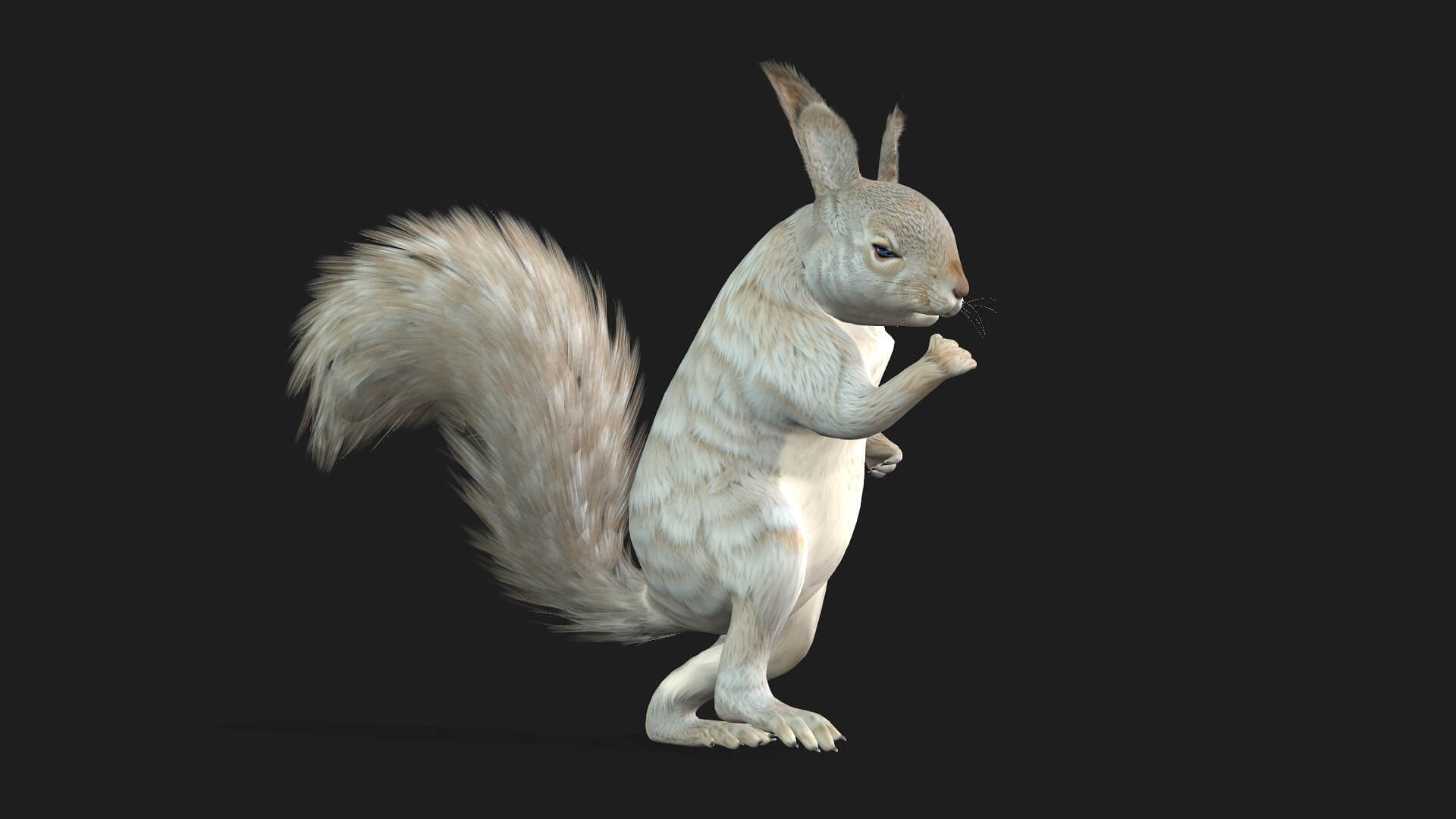 Squirrel-A2-Animated 3D Animation by Animated3d