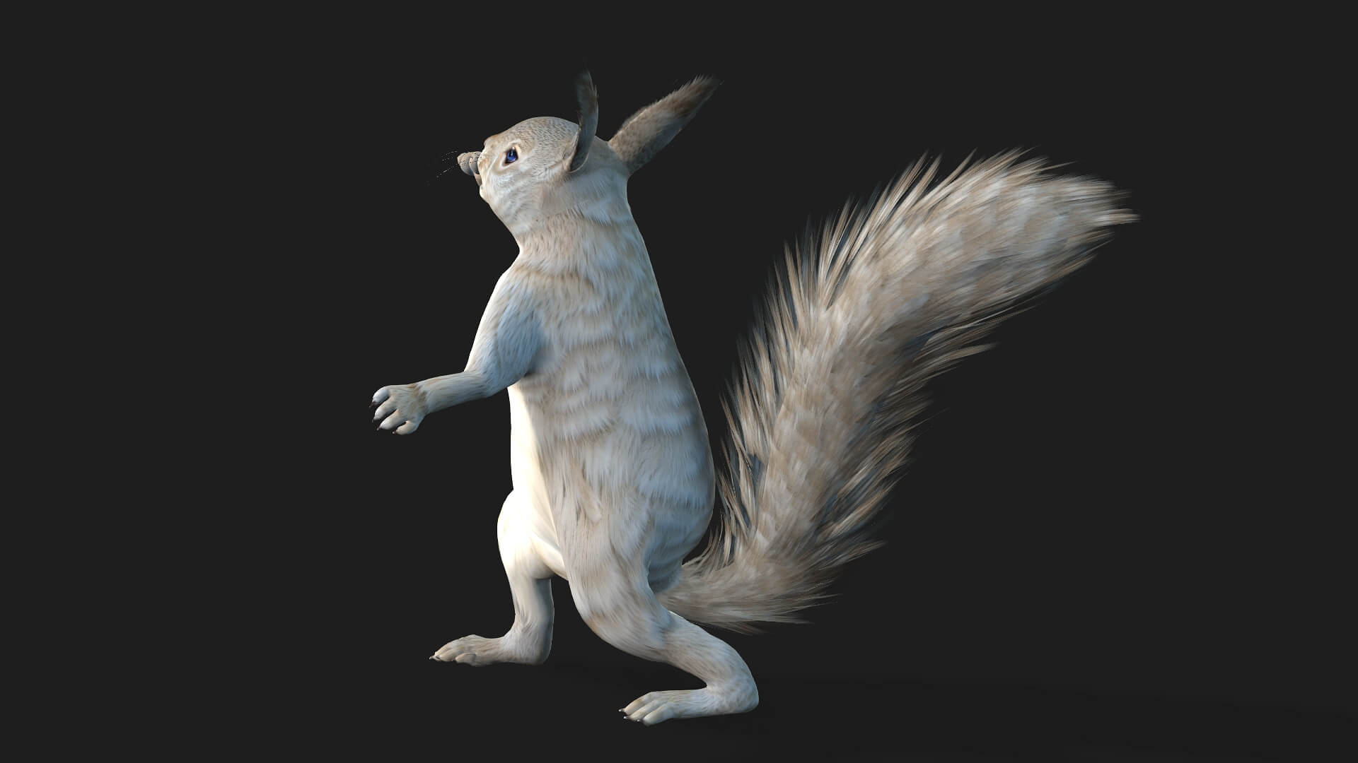 Squirrel-A2-Animated 3D Animation by Animated3d