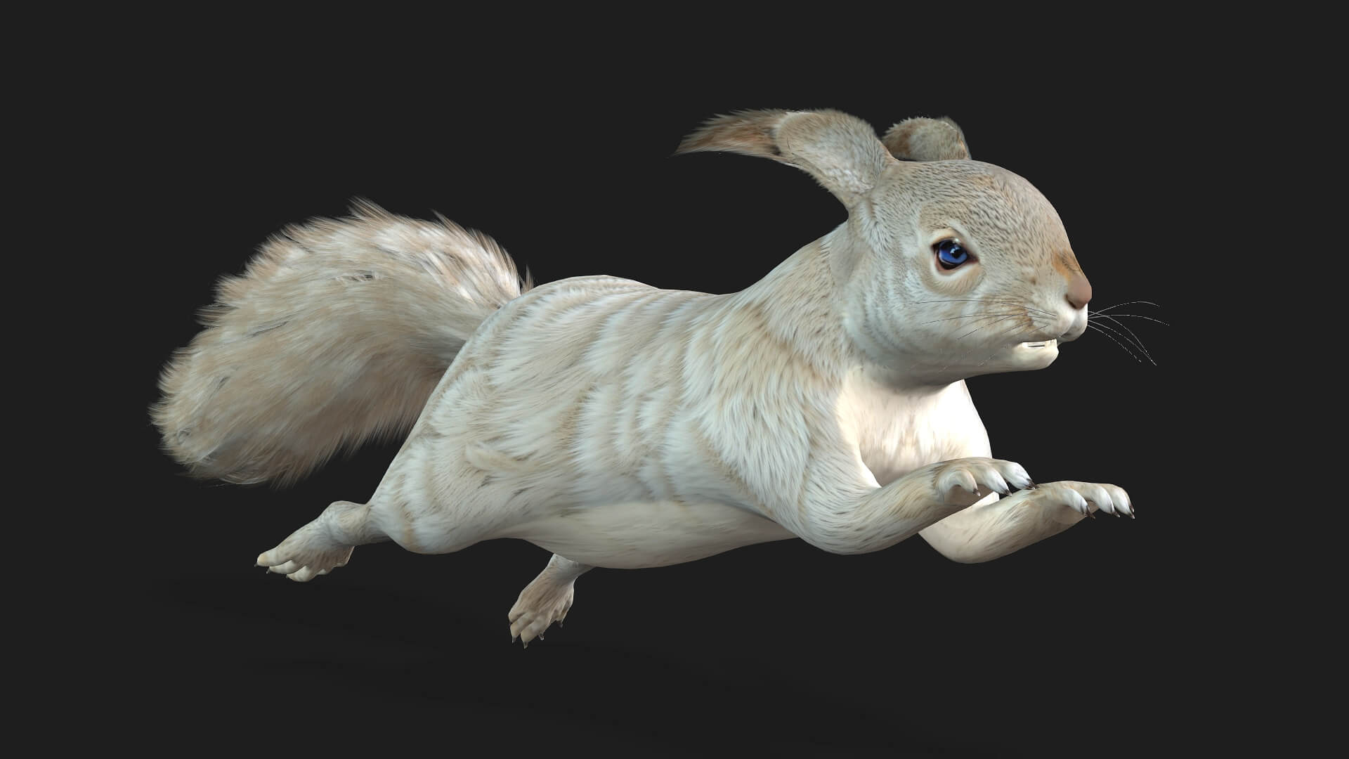 Squirrel-A2-Animated 3D Animation by Animated3d