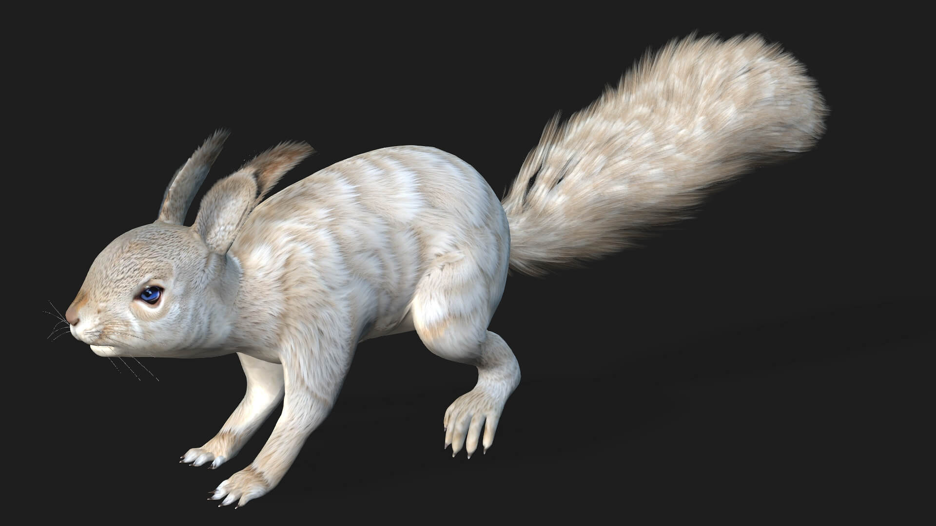 Squirrel-A2-Animated 3D Animation by Animated3d