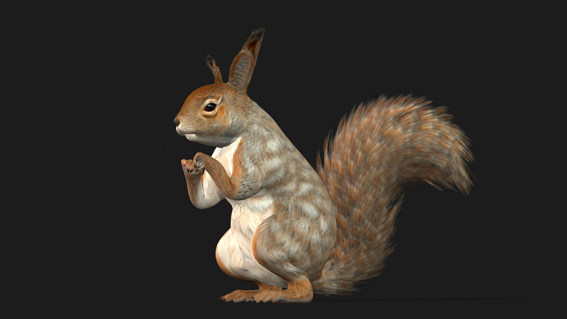Squirrel-A3-Animated 3D Animation by Animated3d