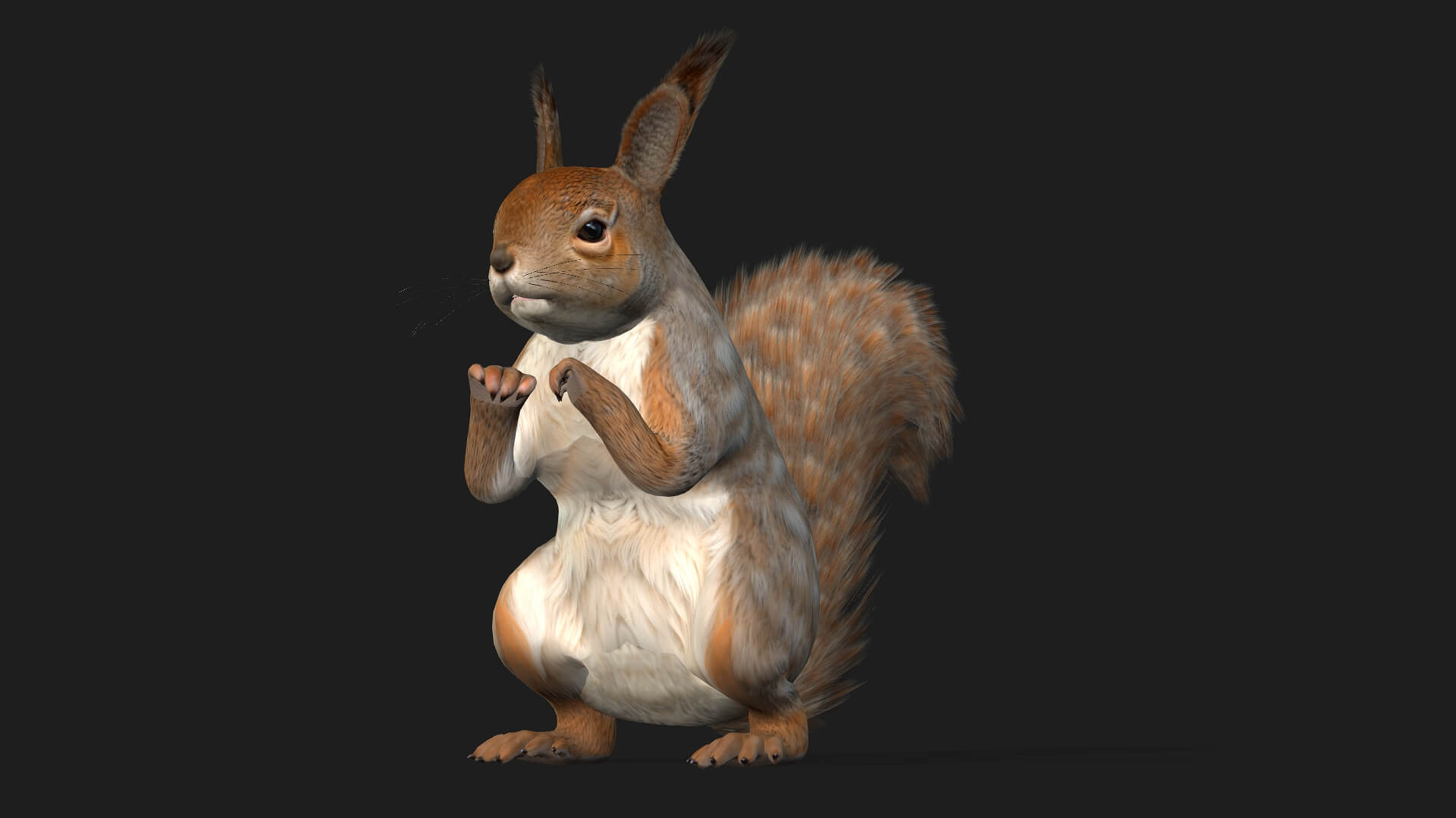 Squirrel-A3-Animated 3D Animation by Animated3d