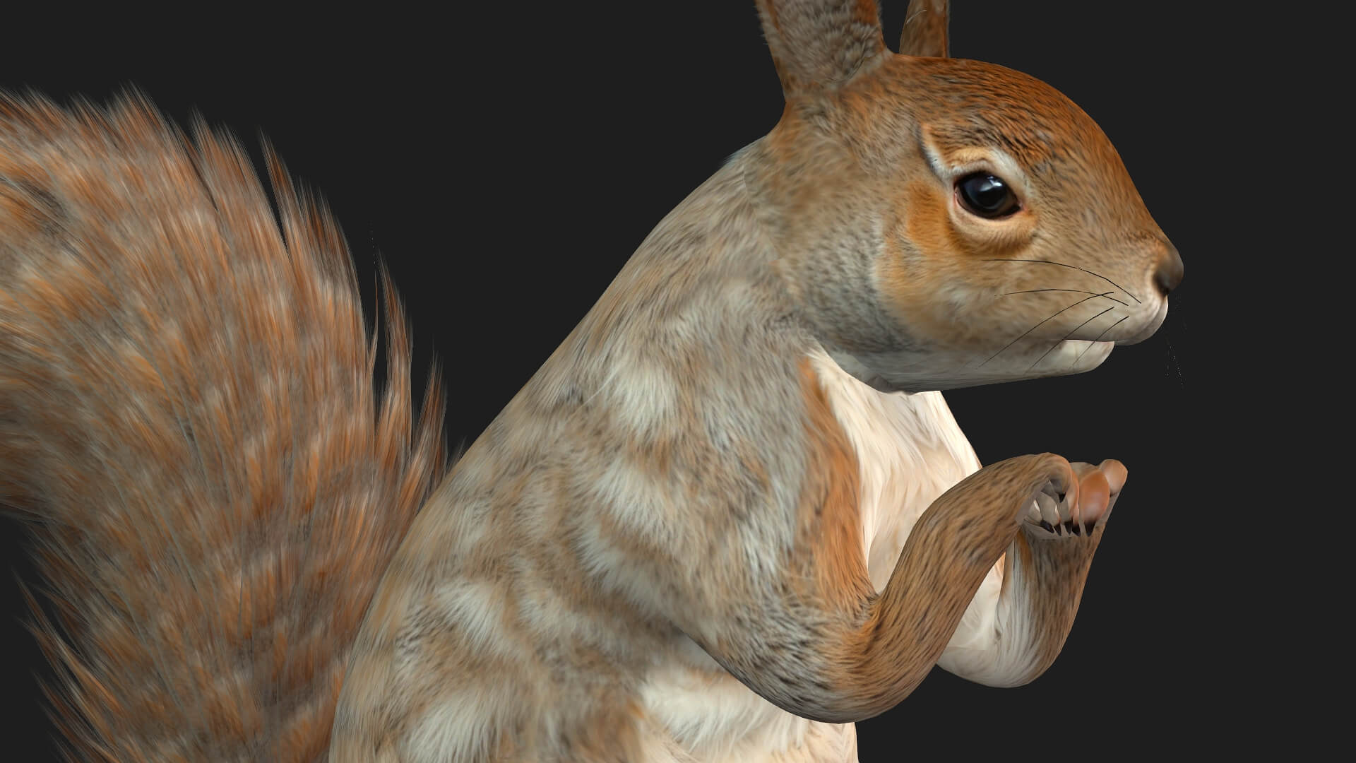 Squirrel-A3-Animated 3D Animation by Animated3d
