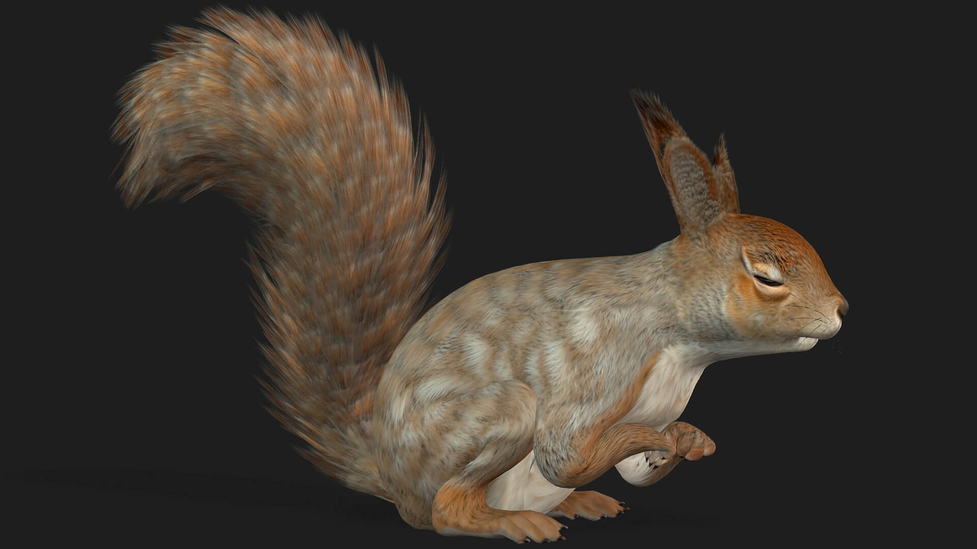 Squirrel-A3-Animated 3D Animation by Animated3d