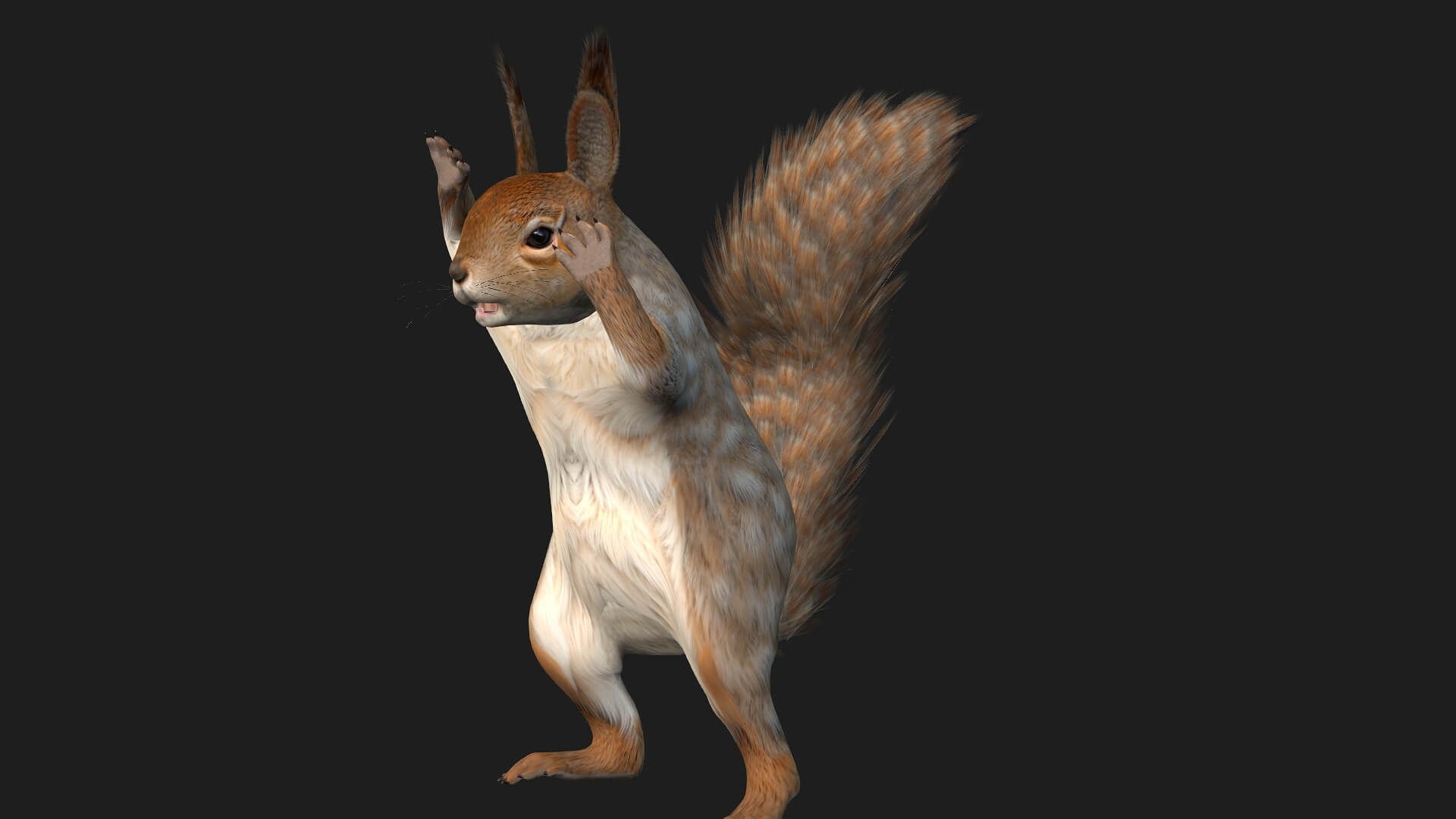 Squirrel-A3-Animated 3D Animation by Animated3d