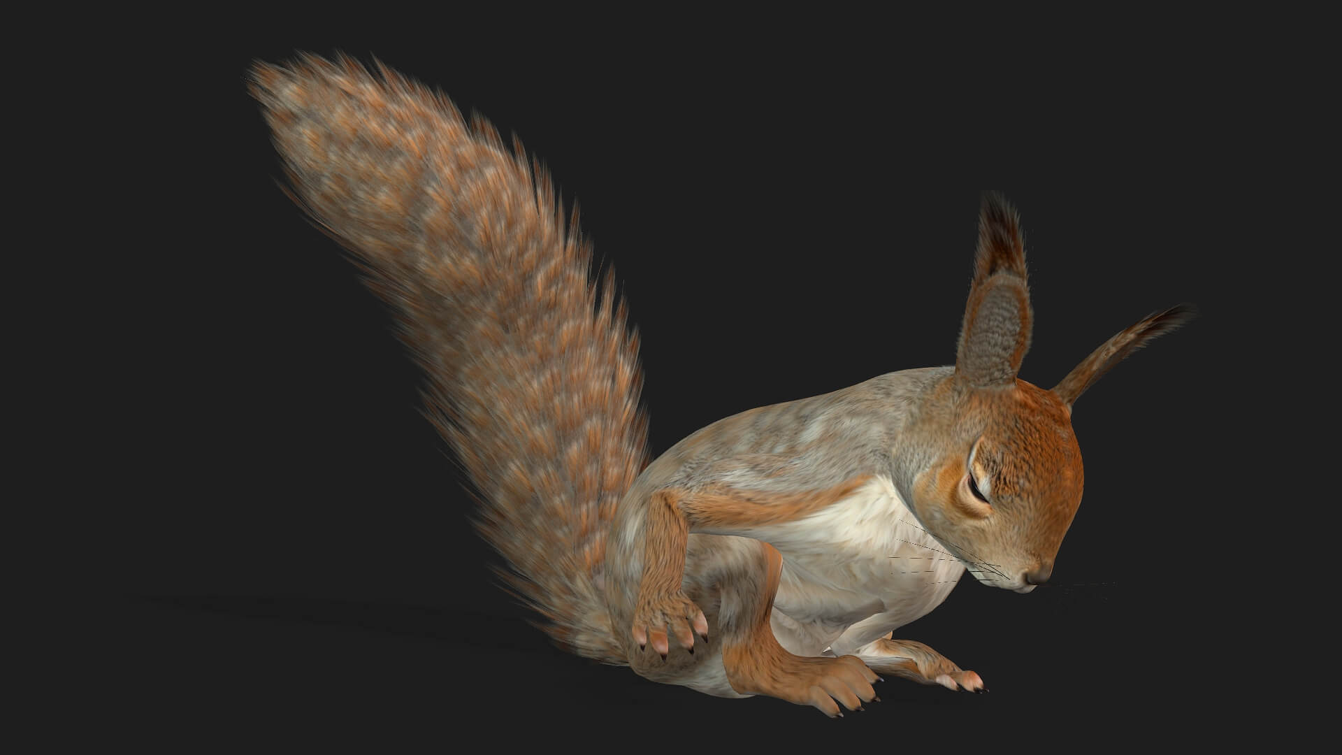 Squirrel-A3-Animated 3D Animation by Animated3d