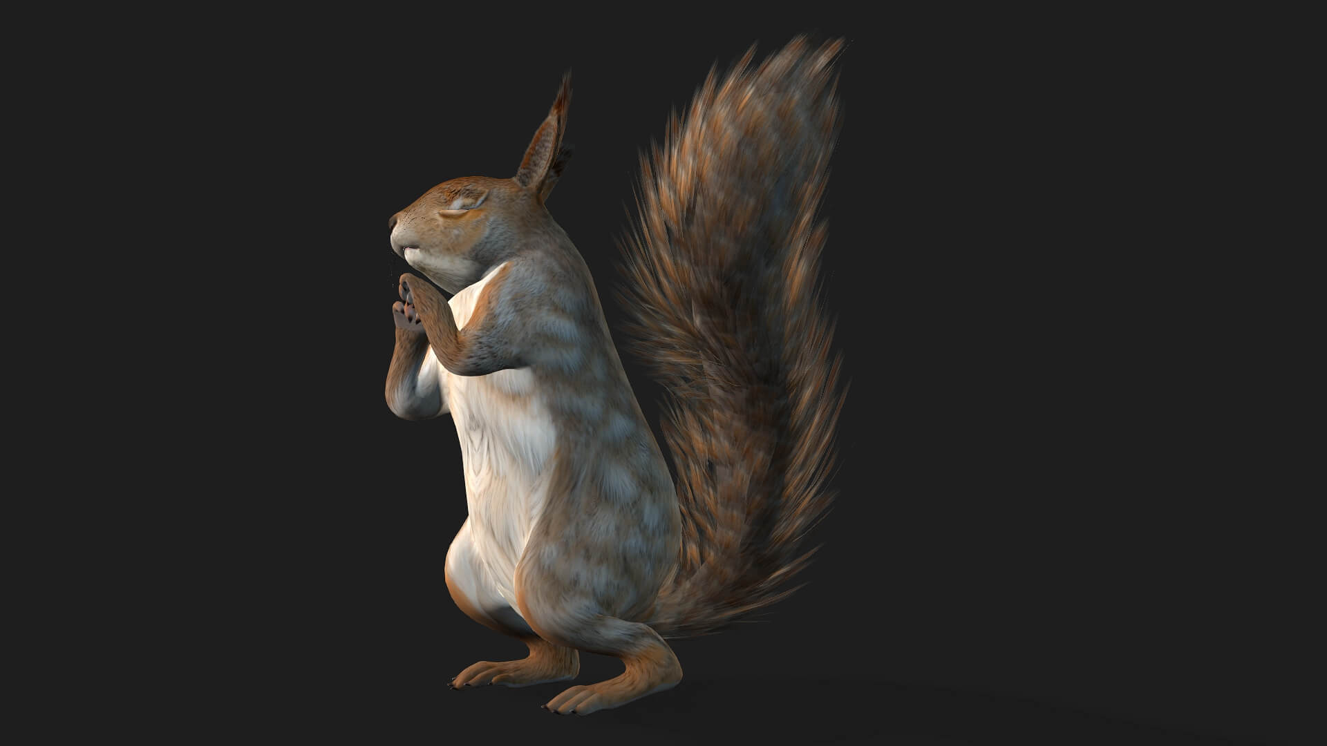 Squirrel-A3-Animated 3D Animation by Animated3d