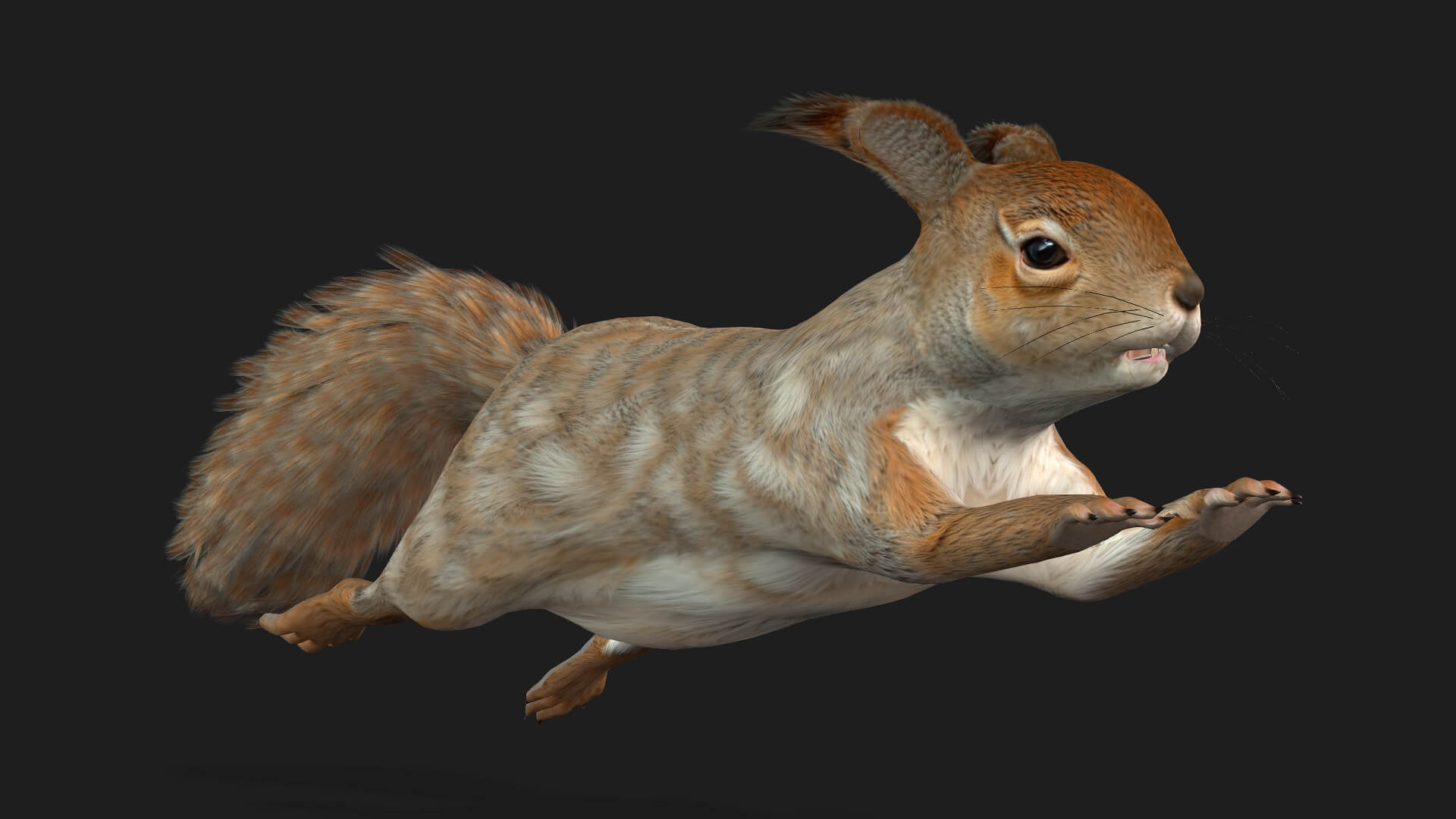 Squirrel-A3-Animated 3D Animation by Animated3d