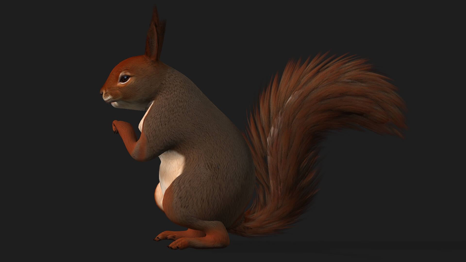 Squirrel-V1E 3D Animation by Animated3d