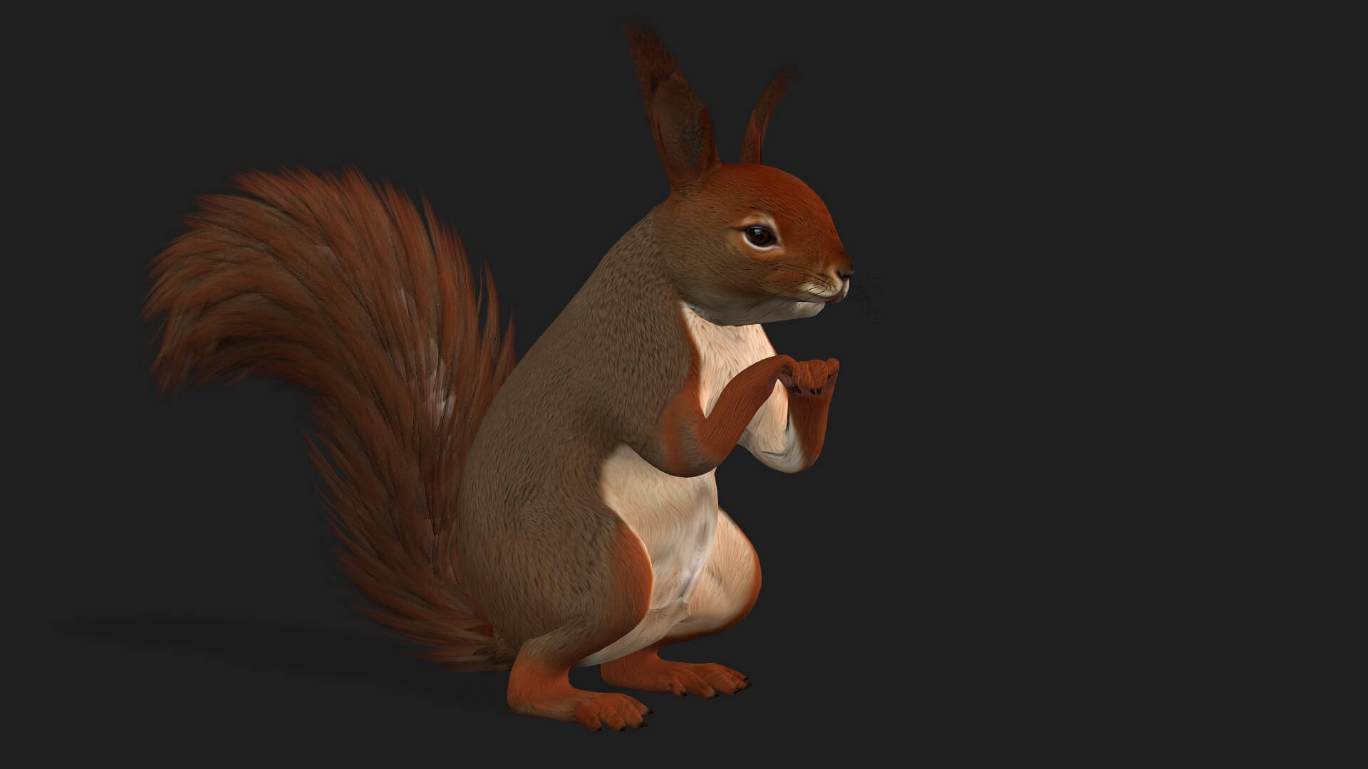 Squirrel-V1E 3D Animation by Animated3d