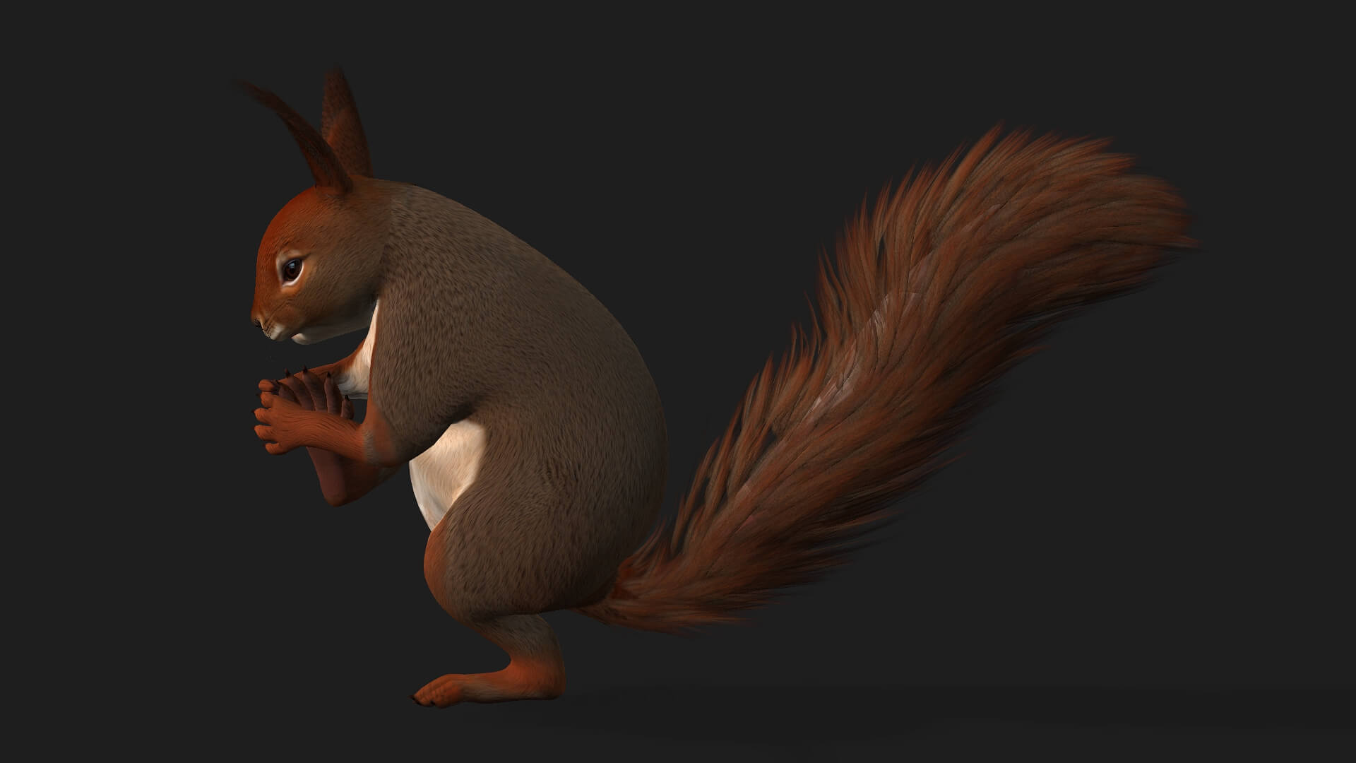 Squirrel-V1E 3D Animation by Animated3d