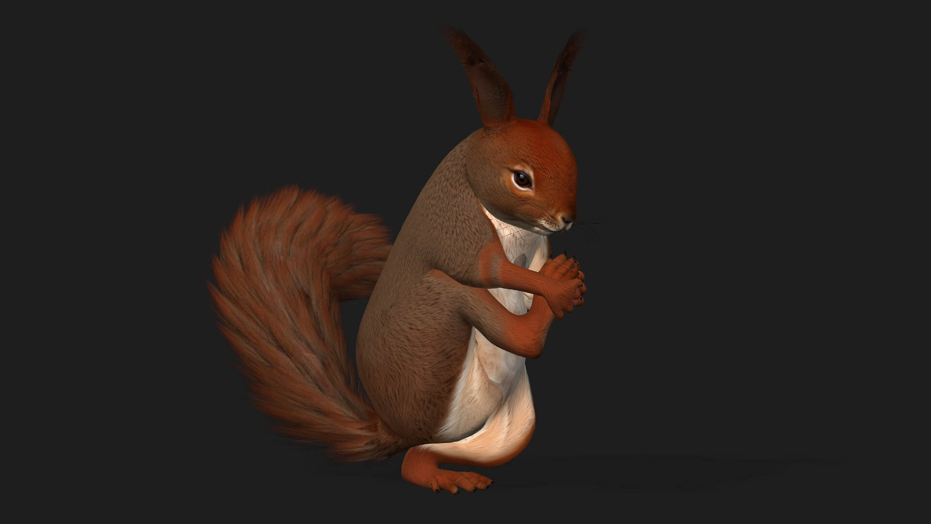 Squirrel-V1E 3D Animation by Animated3d