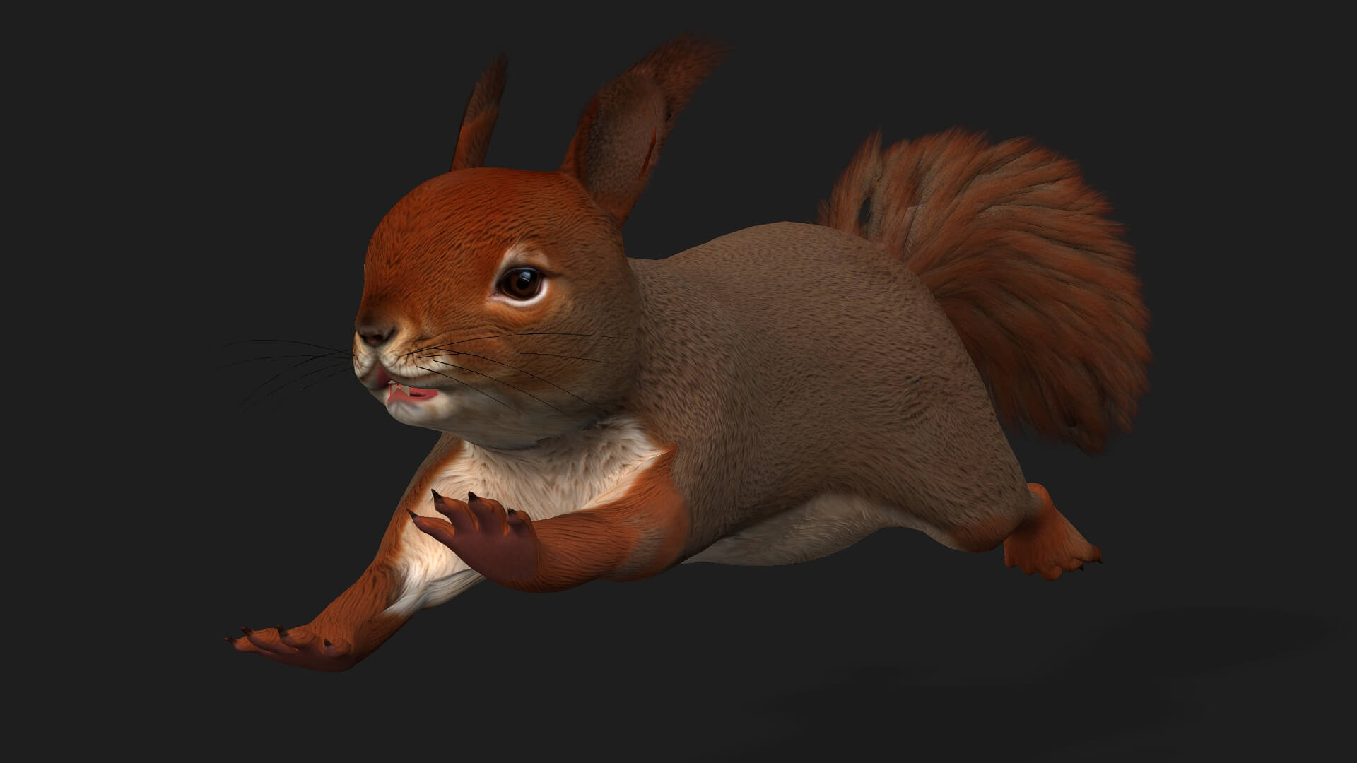Squirrel-V1E 3D Animation by Animated3d