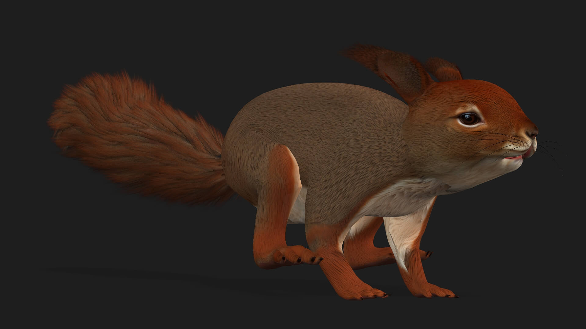 Squirrel-V1E 3D Animation by Animated3d