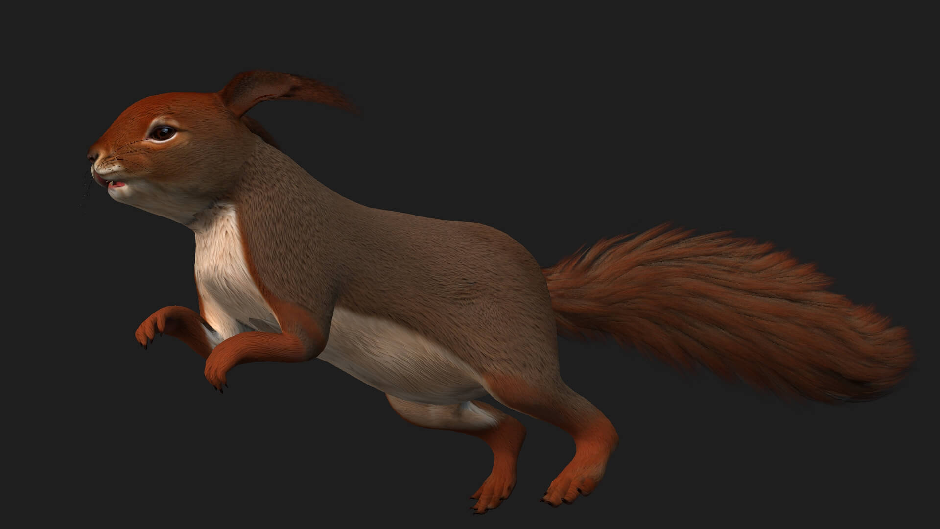 Squirrel-V1E 3D Animation by Animated3d