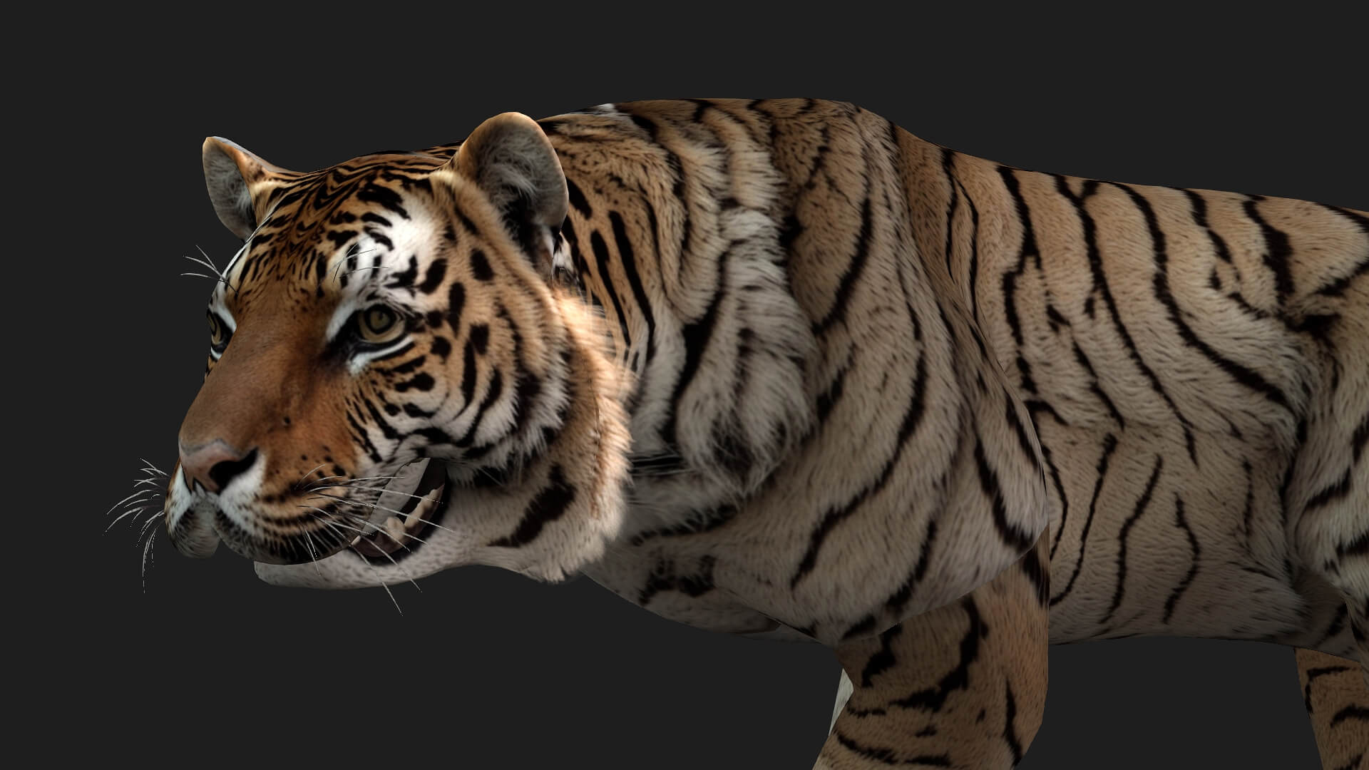 Tiger A3 Animated - 3D Model by Animated3d