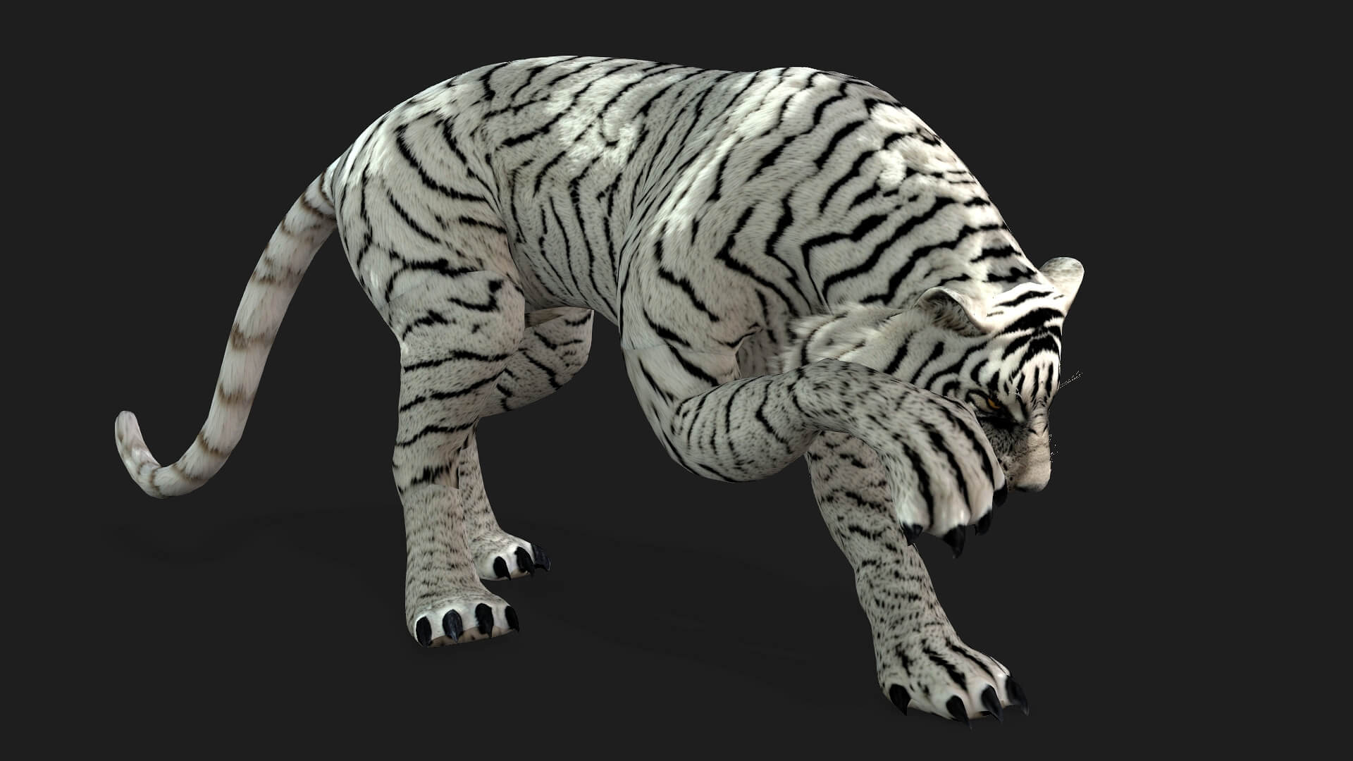 Tiger A5 Animated - 3D Model by Animated3d