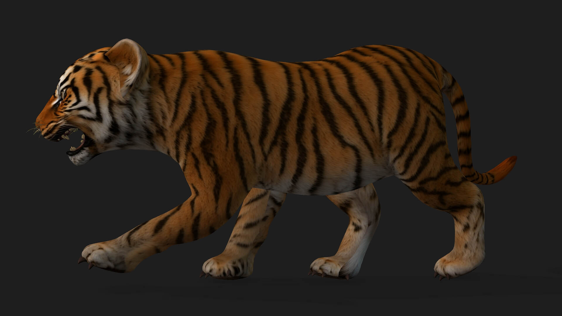 Tiger Baby A1 - 3D Model by Animated3d