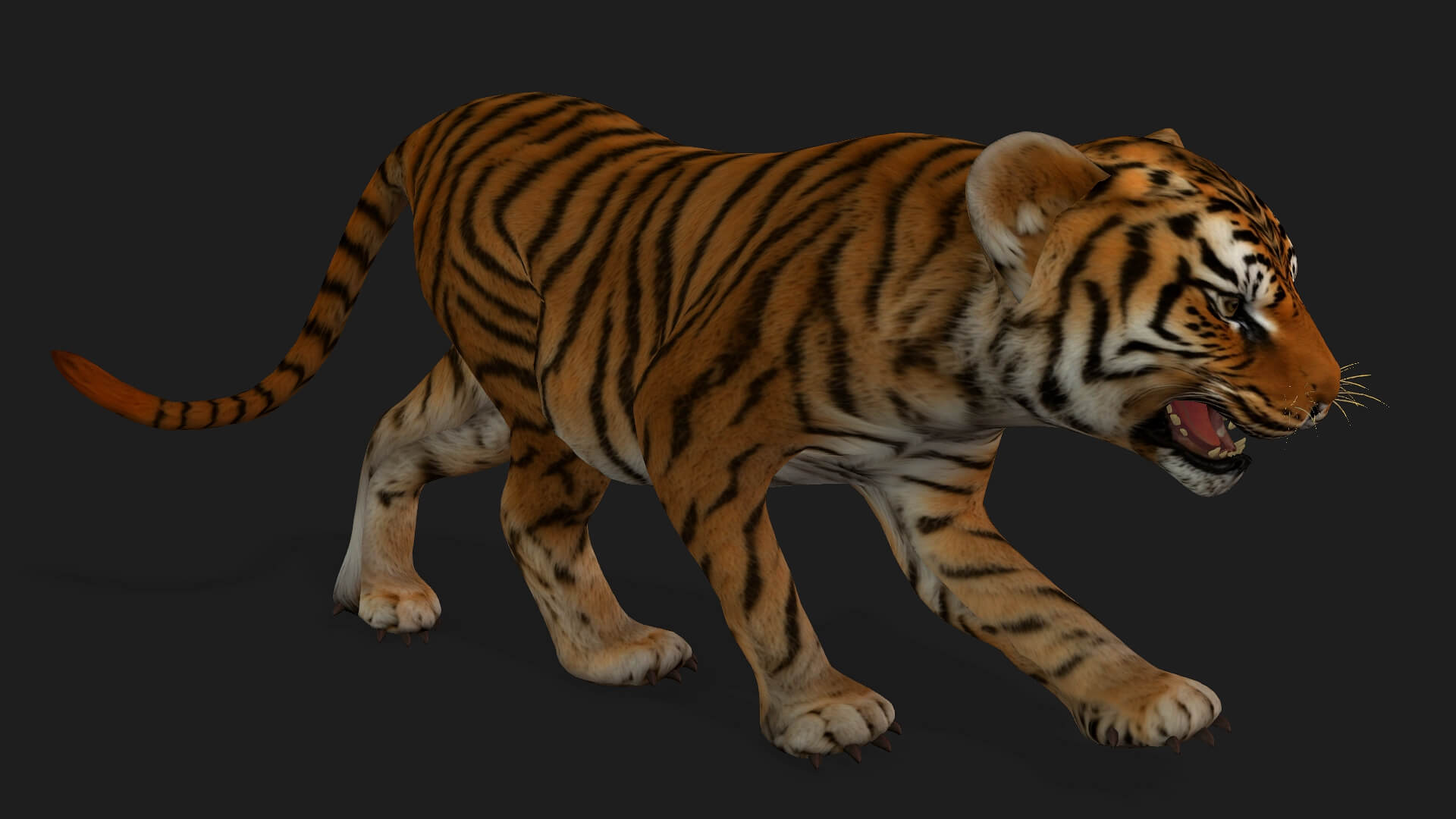 Tiger Baby A1 - 3D Model by Animated3d