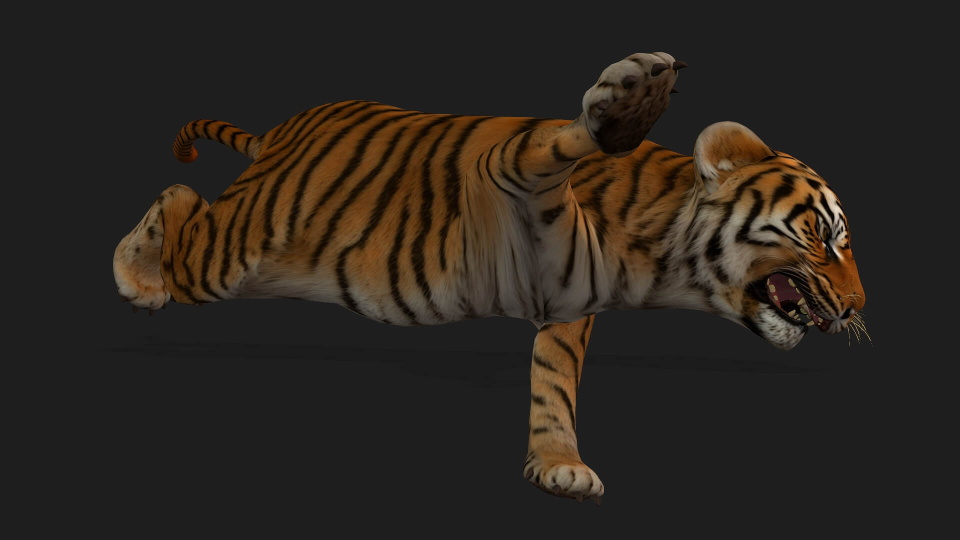 Tiger Baby A1 - 3D Model by Animated3d