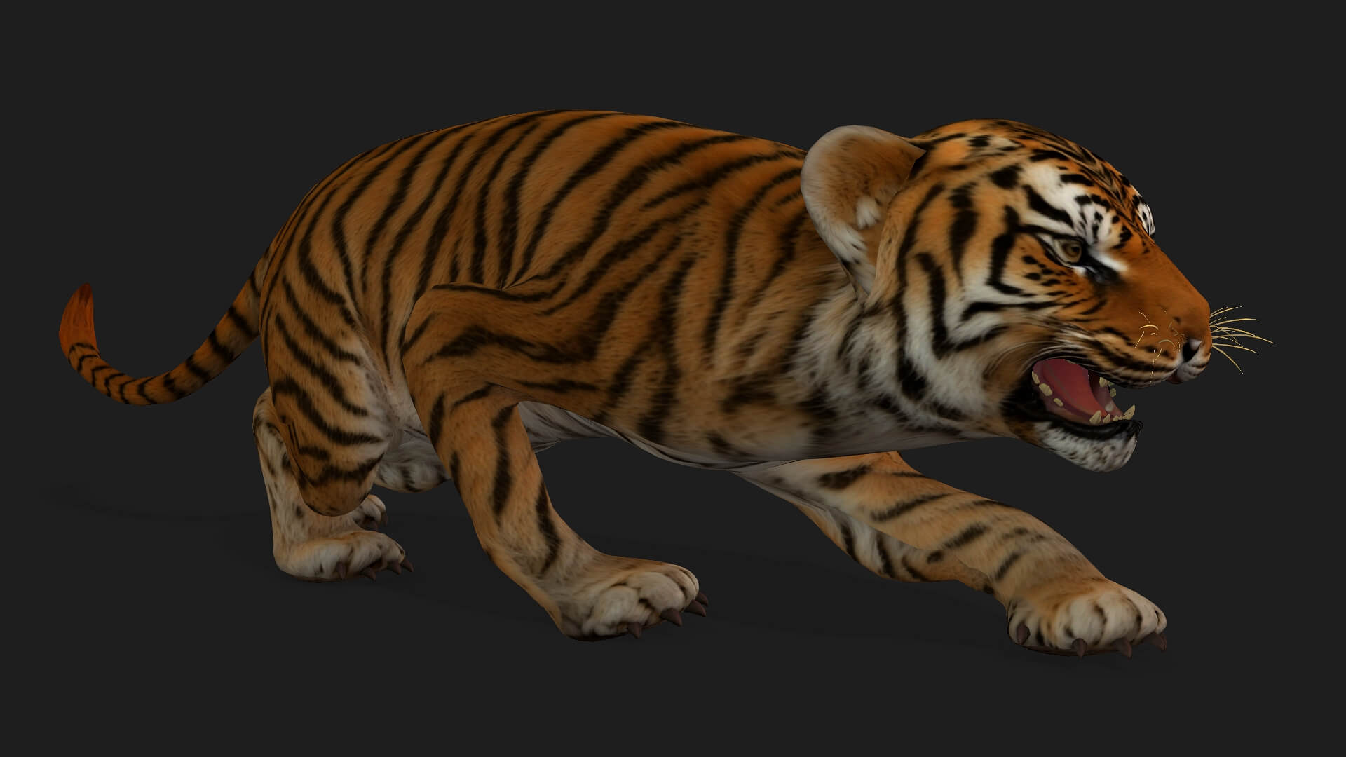 Tiger Baby A1 - 3D Model by Animated3d
