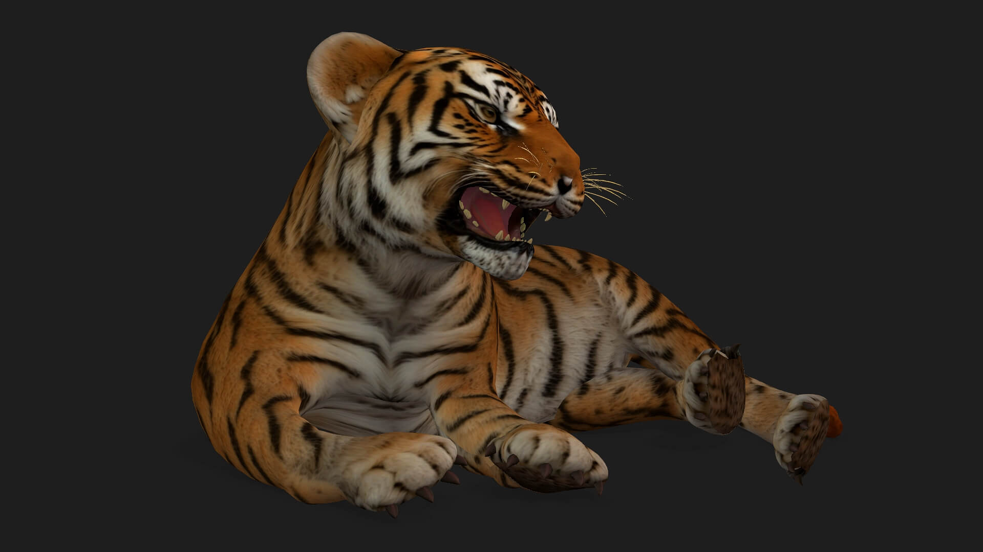 Tiger Baby A1 - 3D Model by Animated3d