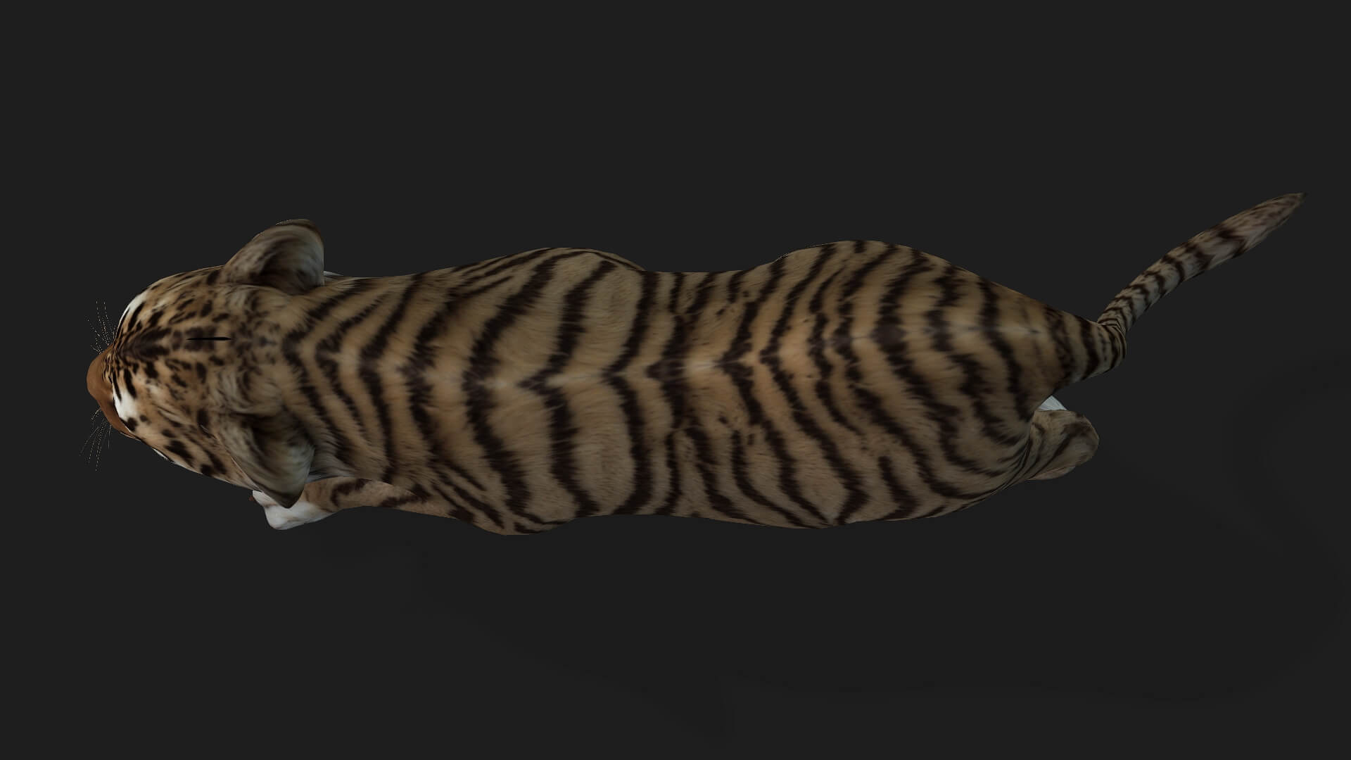 Tiger Baby A2 - 3D Model by Animated3d