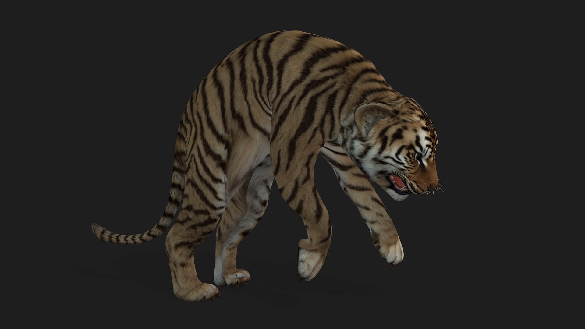 Tiger Baby A2 - 3D Model by Animated3d